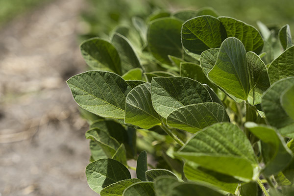 Products | Corn, Soybeans, Wheat, & More | Top Crop Alliance