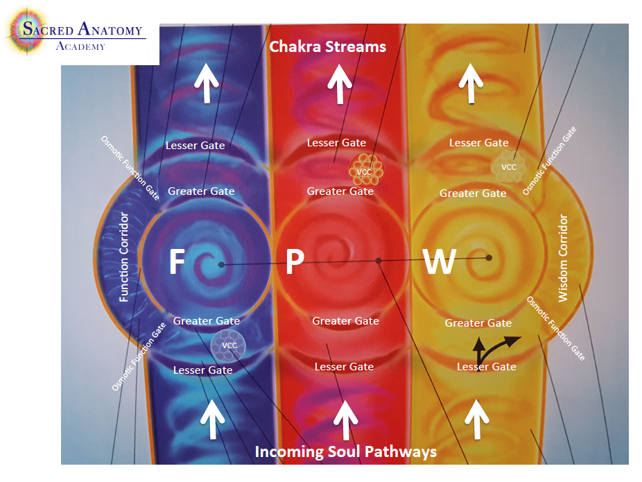 Pract 2 - Module 9 Training Materials - Tribe Sacred Anatomy
