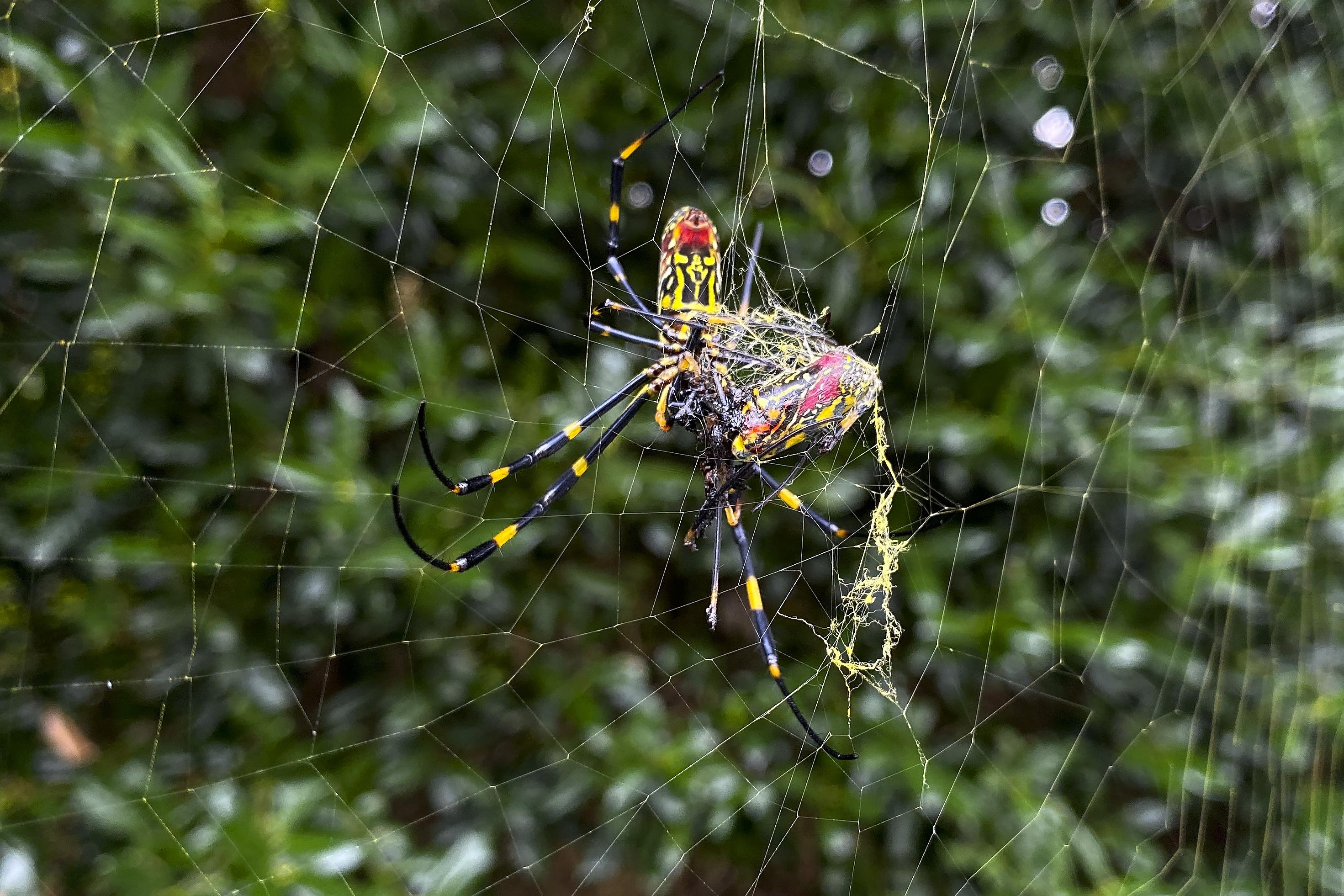 Scientists: Asian spider could spread to much of East Coast | AP News