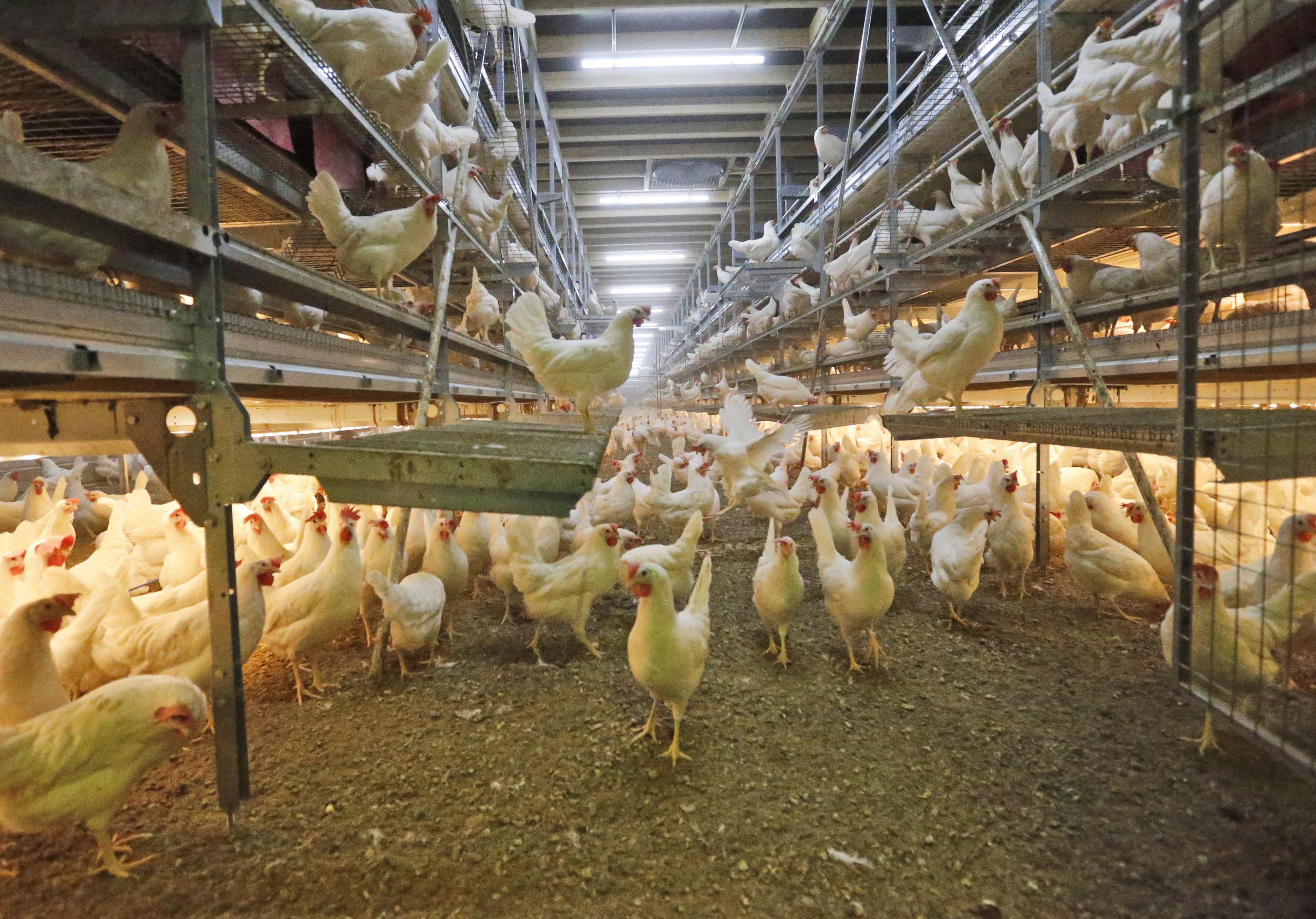 Germany to ban practice of killing newly hatched male chicks | AP News