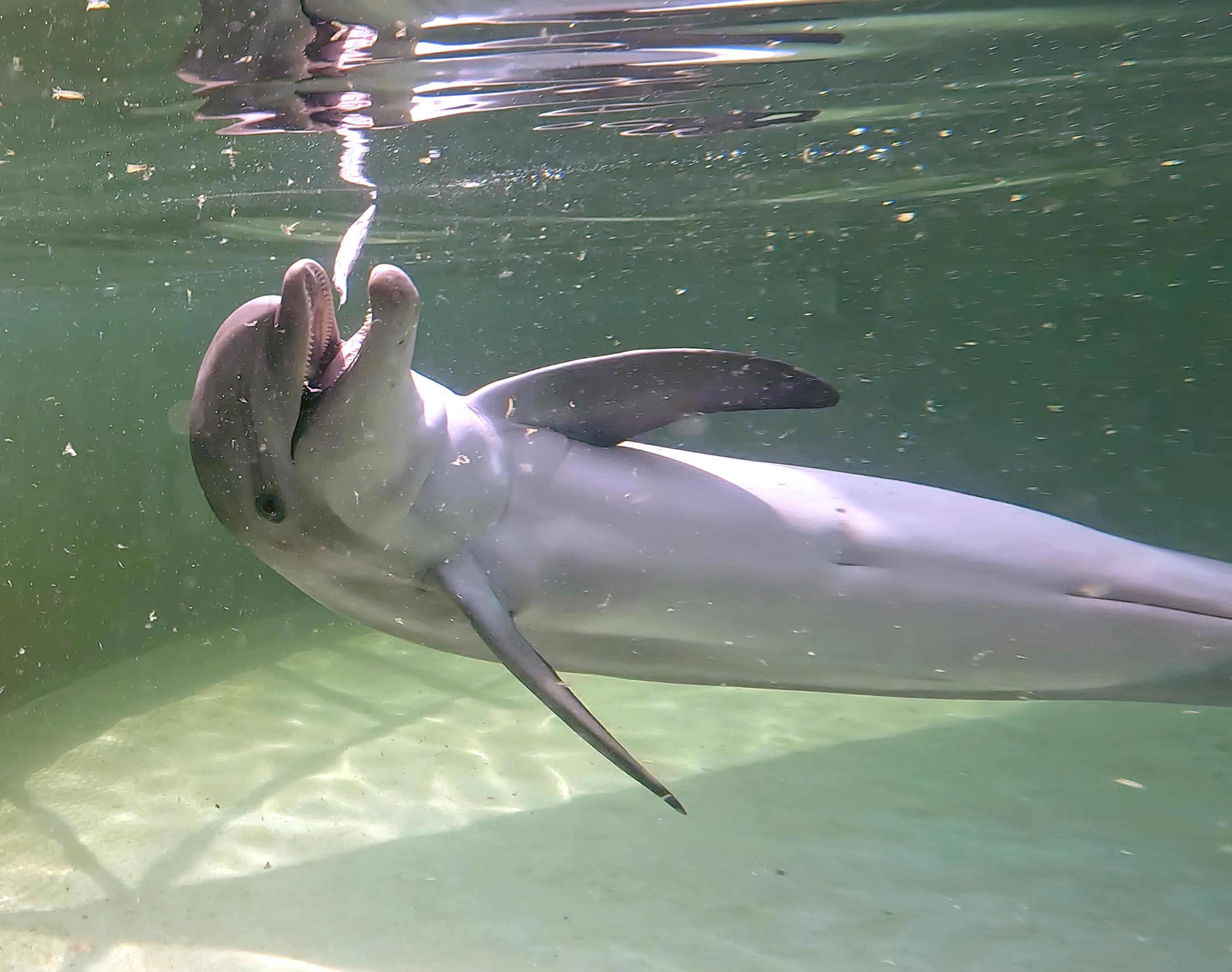 Rehabilitated dolphin arrives at Florida Keys facility | AP News