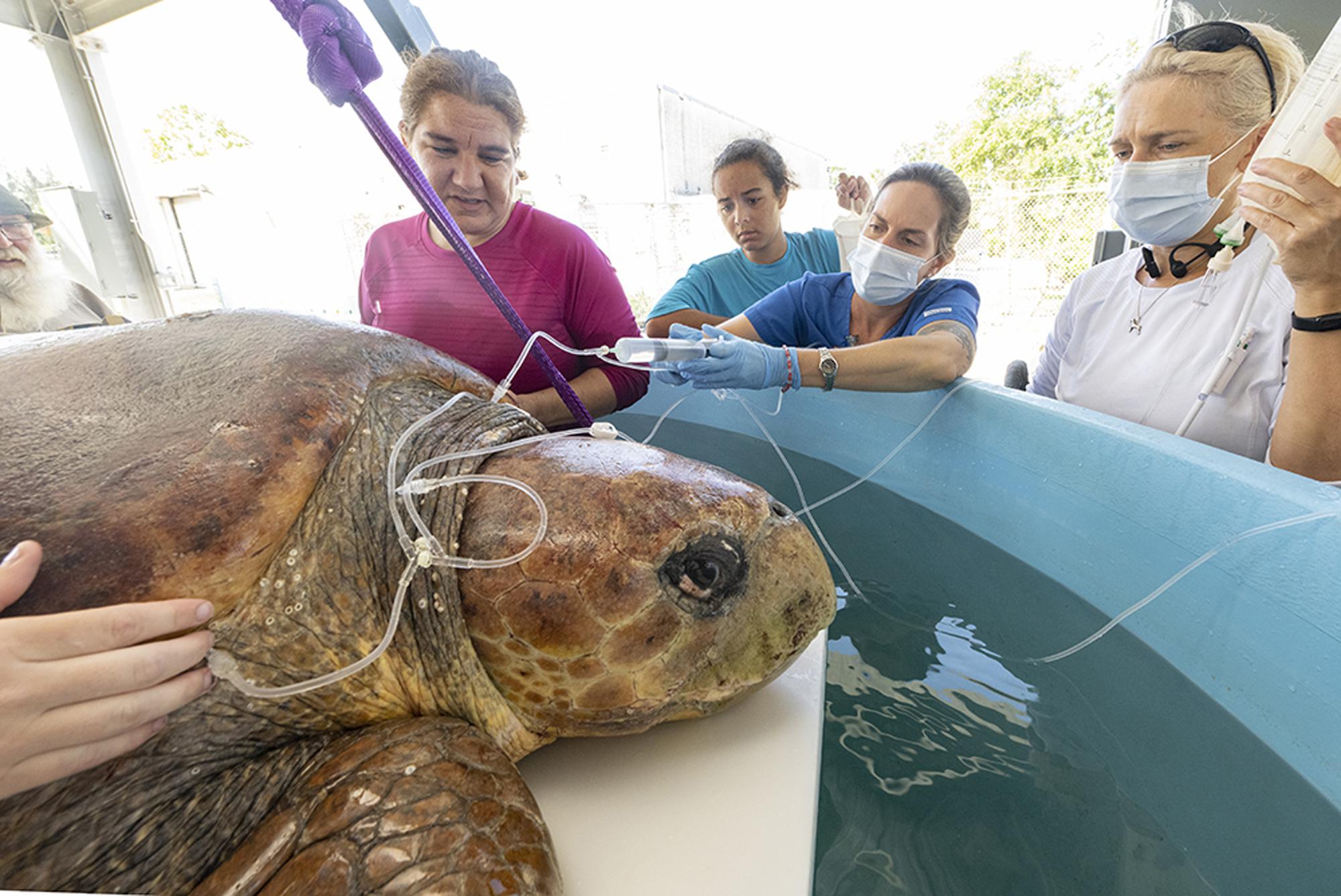 Sea turtle delivers eggs, endures surgery after shark attack | AP News