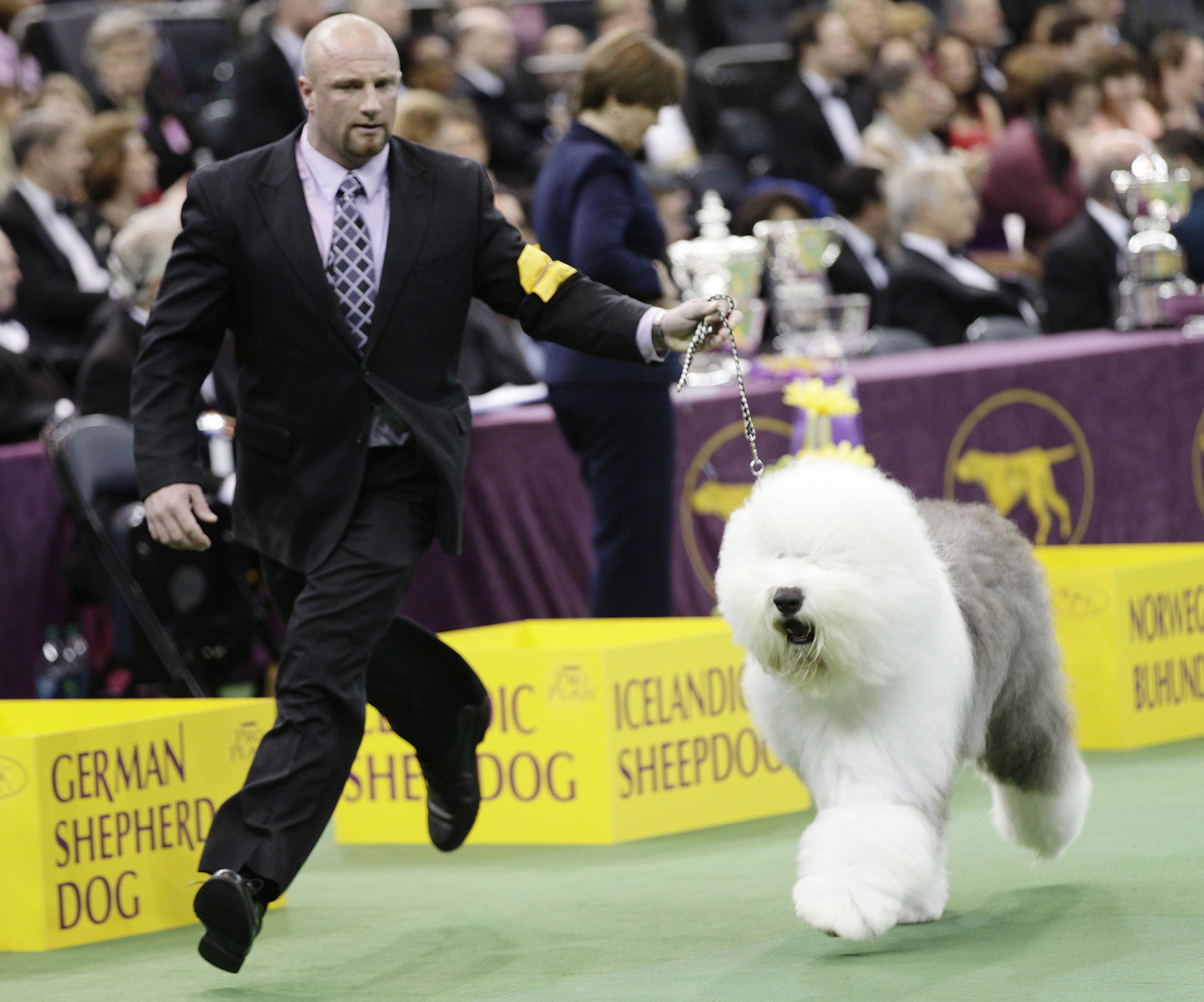 Primping pooches: Do's and don'ts at Westminster | AP News