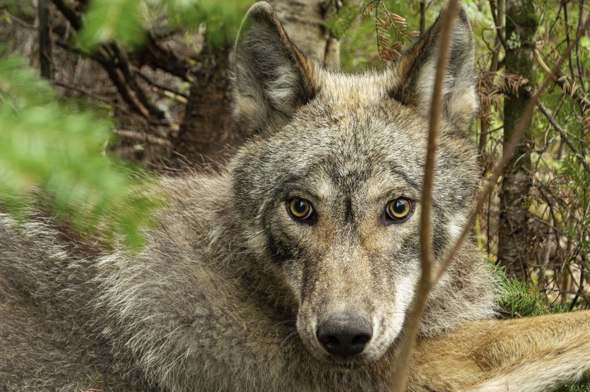 Wolves preying on beavers in Minnesota reshape wetlands | AP News
