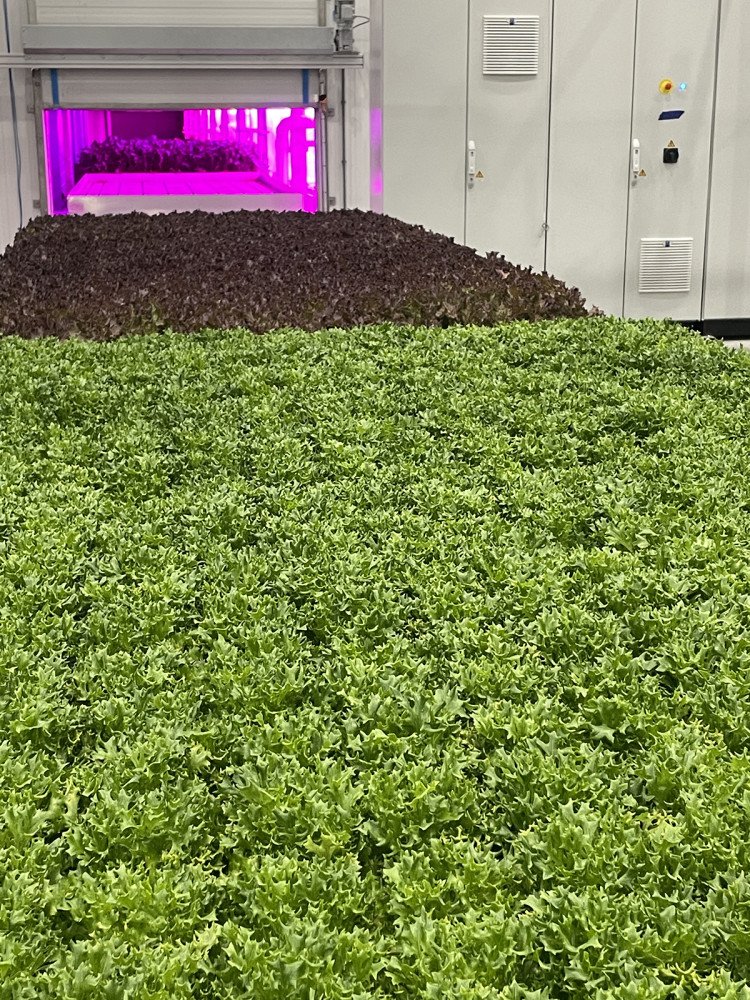 Kroger Expands Partnership With 80 Acres Farms to 316 Stores | AP News