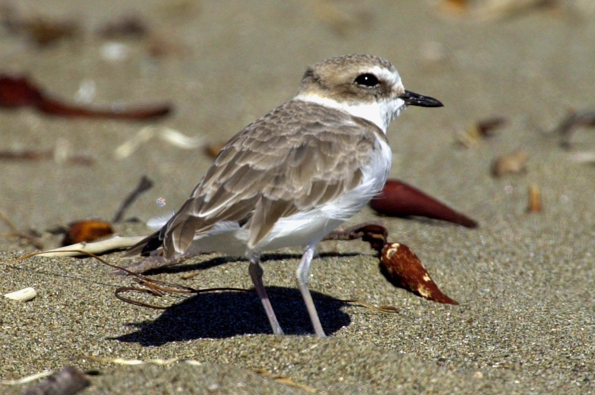 Western snowy plover restrictions take effect at Vandenberg | AP News