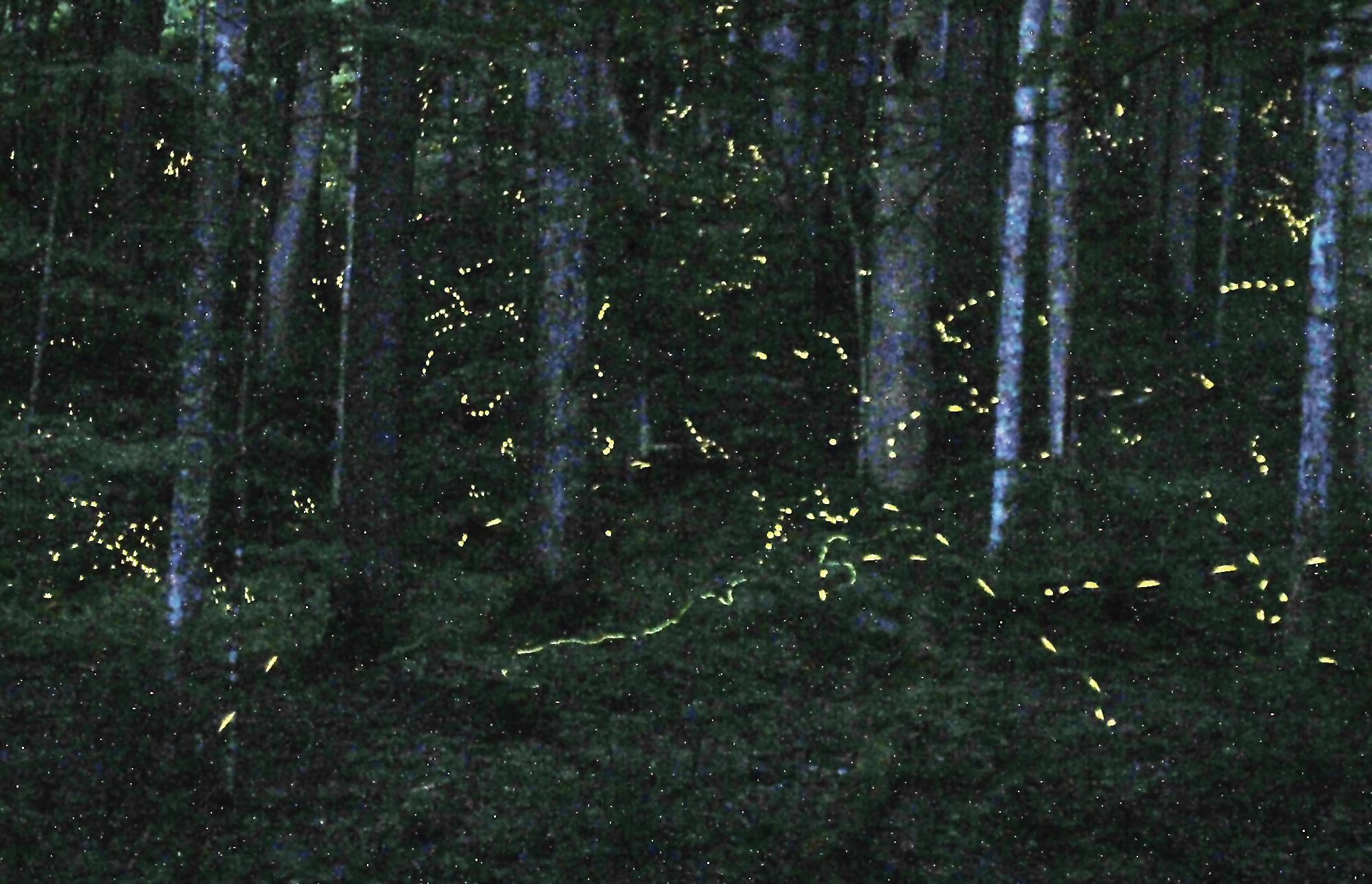 Researchers hope fireflies will aid robot communication | AP News