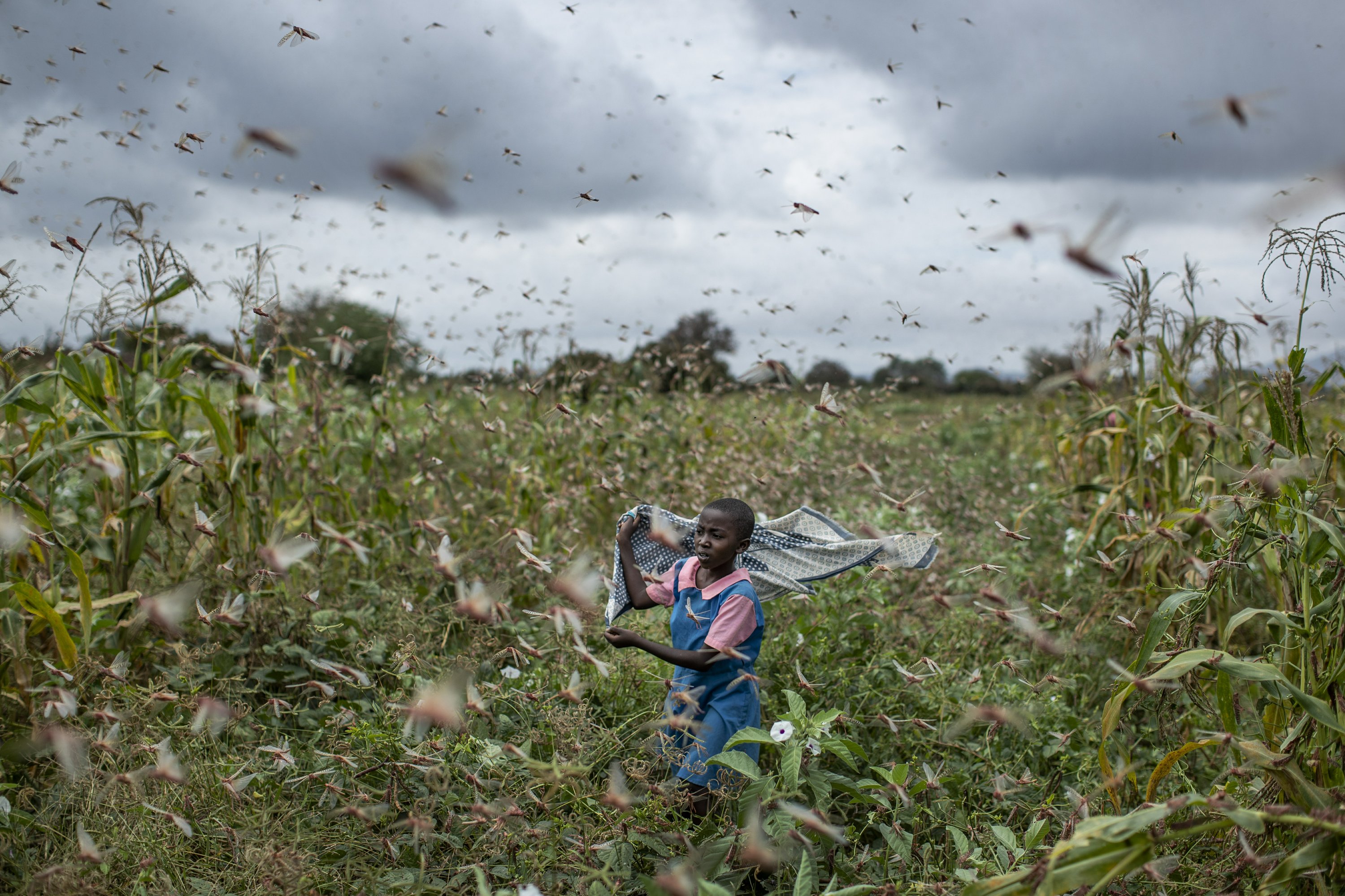 'This is huge': Locust swarms destroy crops in East Africa
