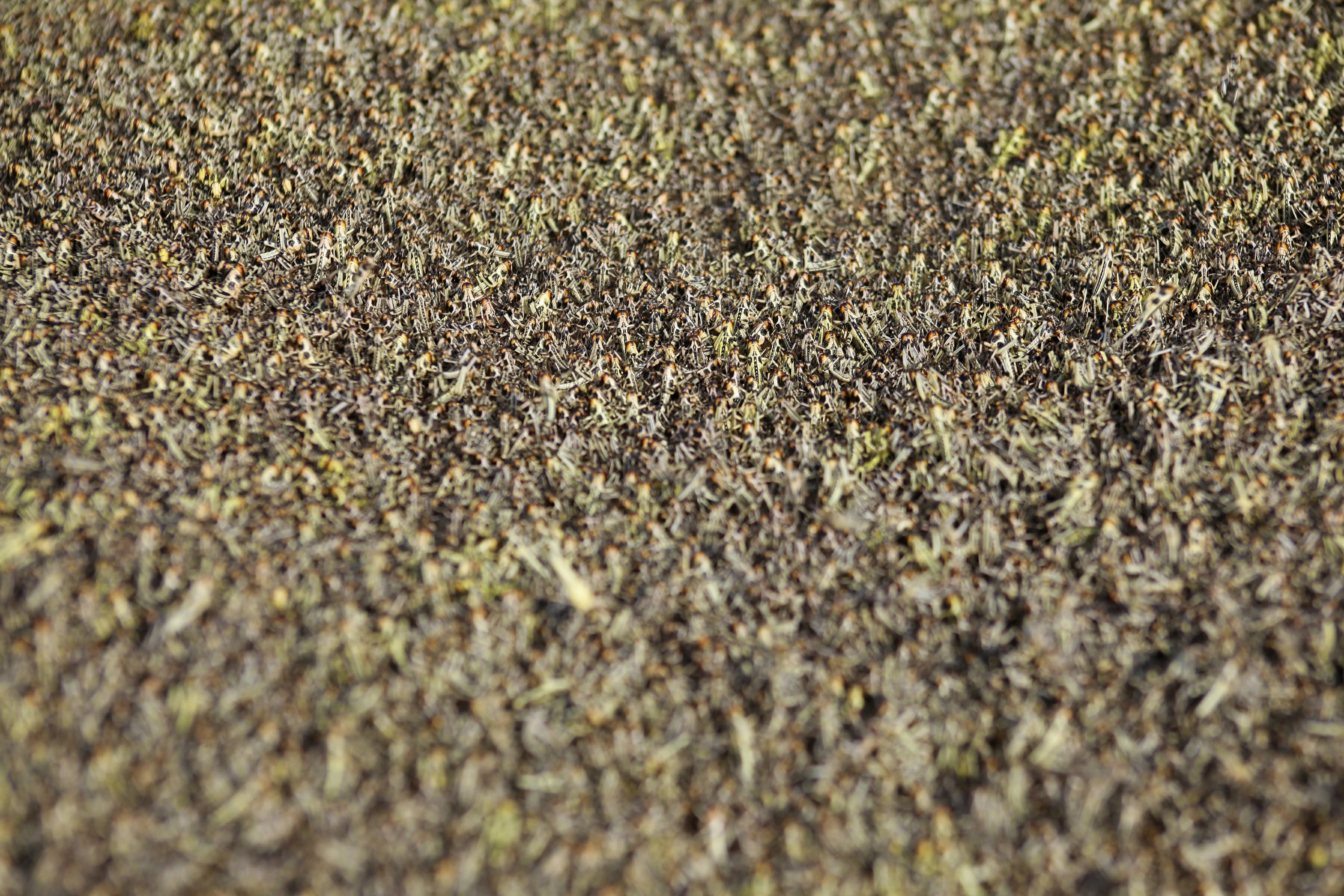 Locust outbreak, most serious in 25 years, hits East Africa | AP News