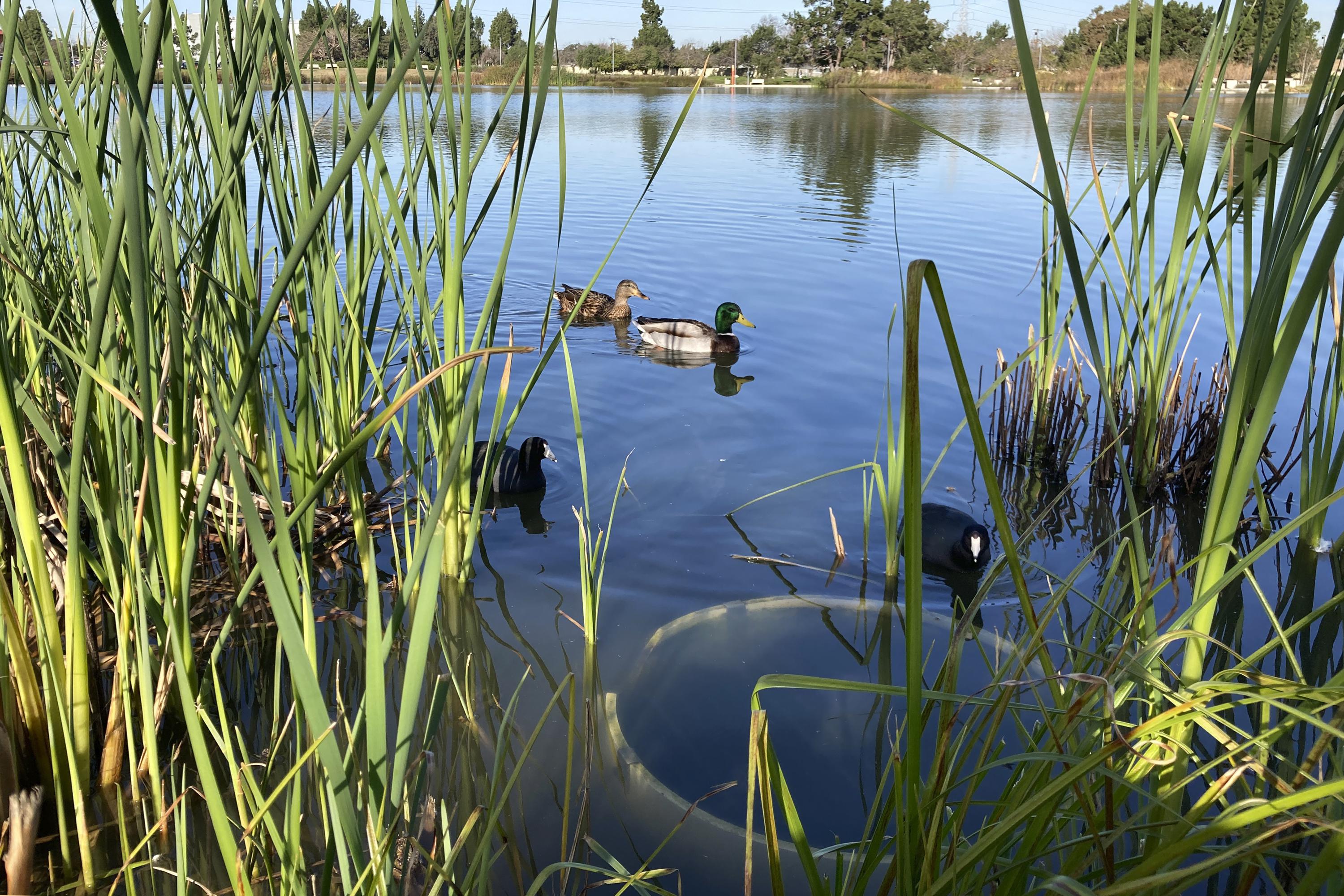 Tormentas en California traen daños, pero también... agua | AP News