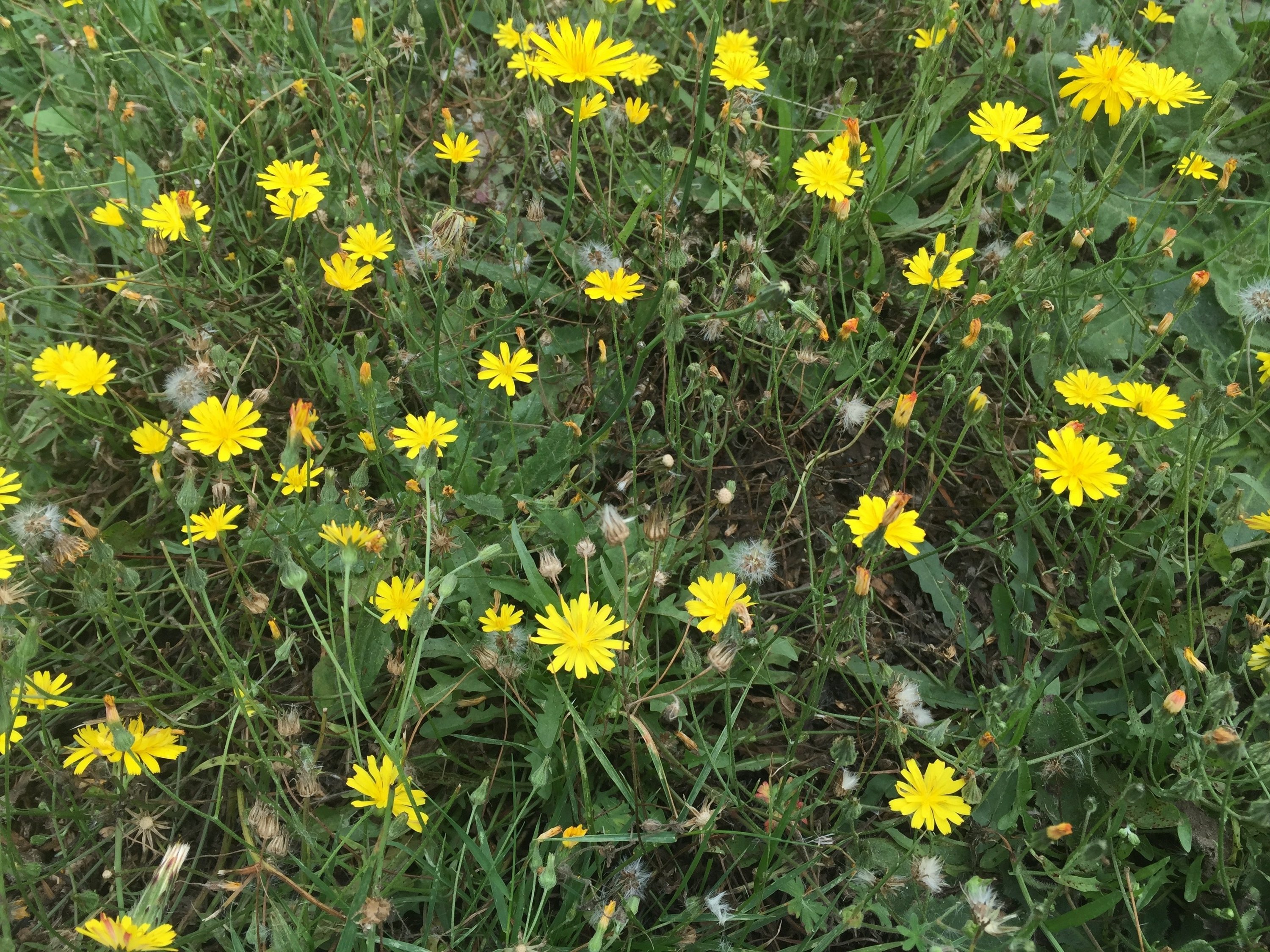 To help bees through lean times, plant a variety of blooms | AP News