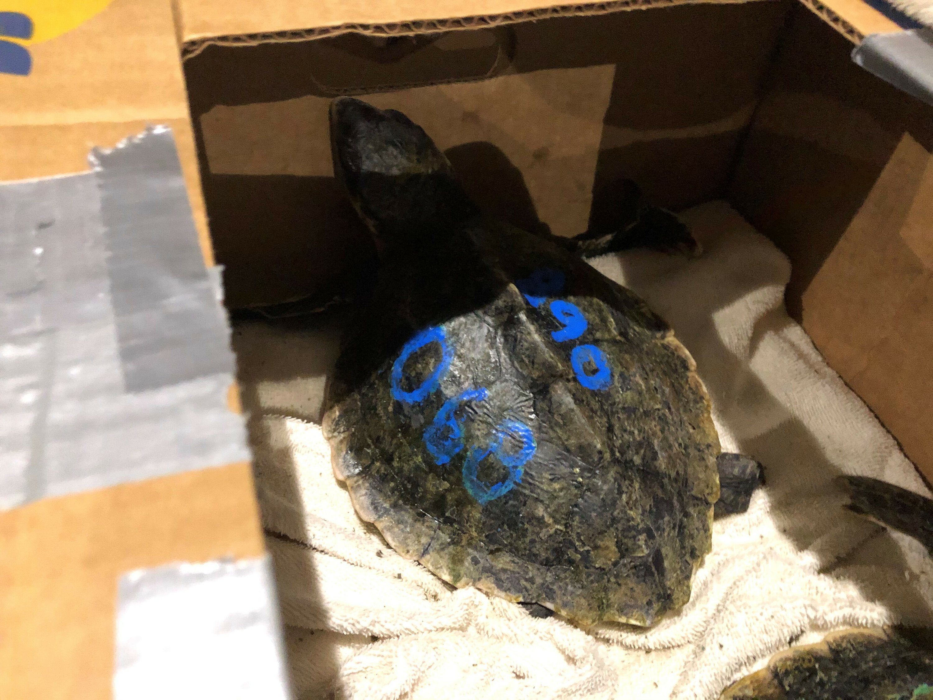 Rough rescue: Storms, broken plane force layover for turtles | AP News