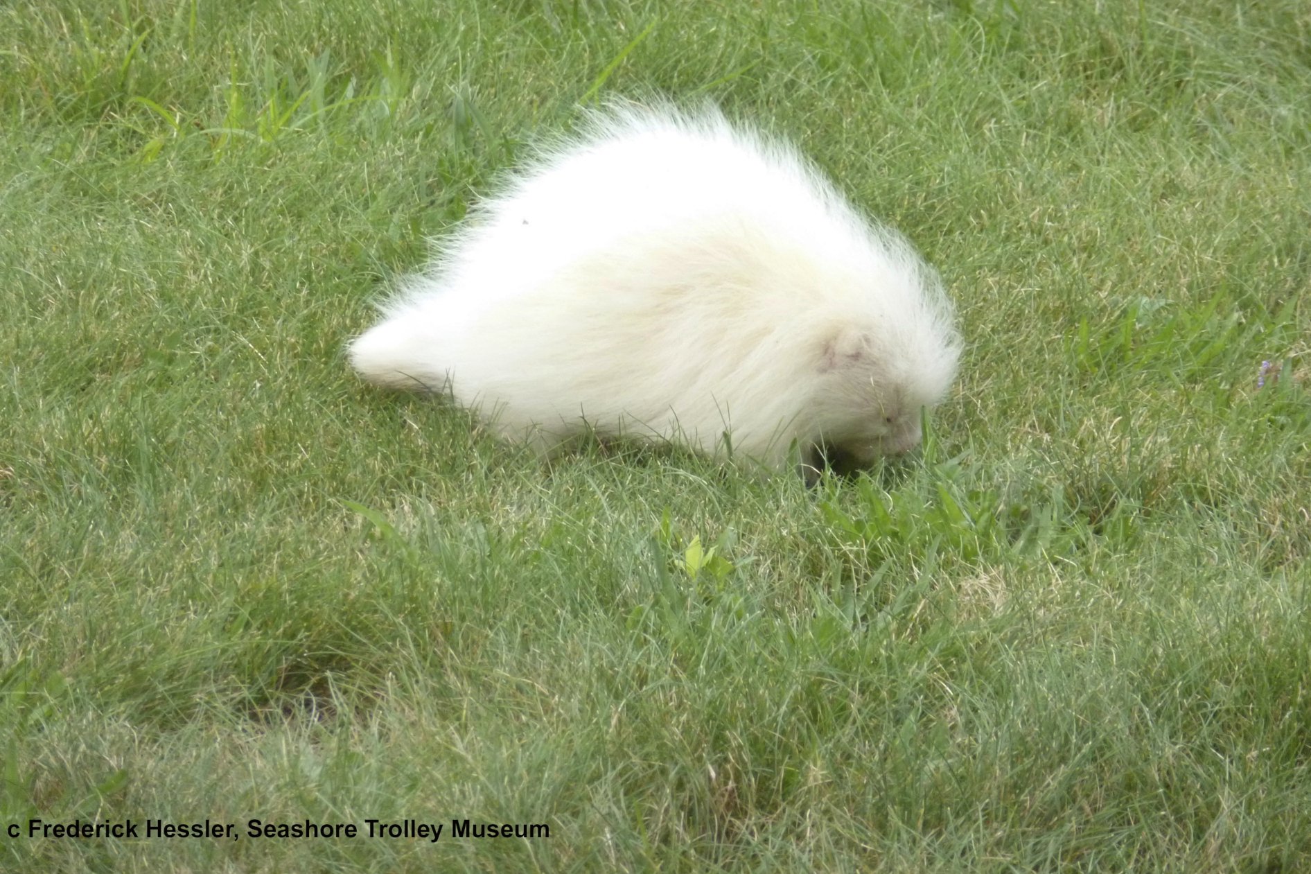 All-white creature identified as rare albino porcupine | AP News