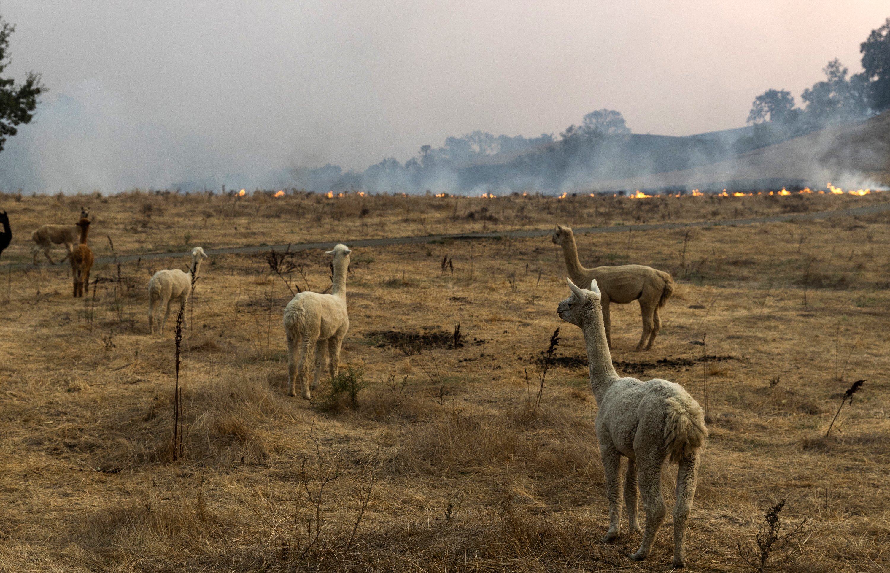 "The Kincade Fire approaches a herd of alpacas in Sonoma County, Calif ...