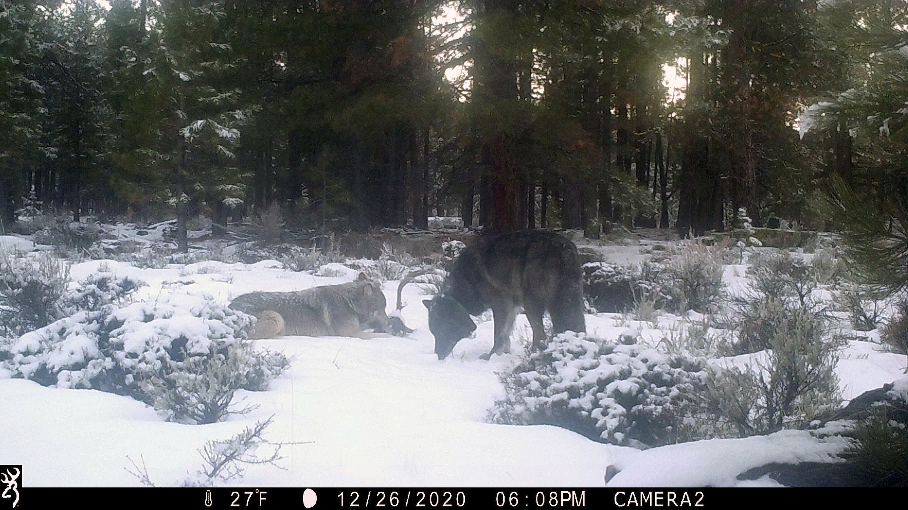 New pair of wolves spotted in Northern California | AP News
