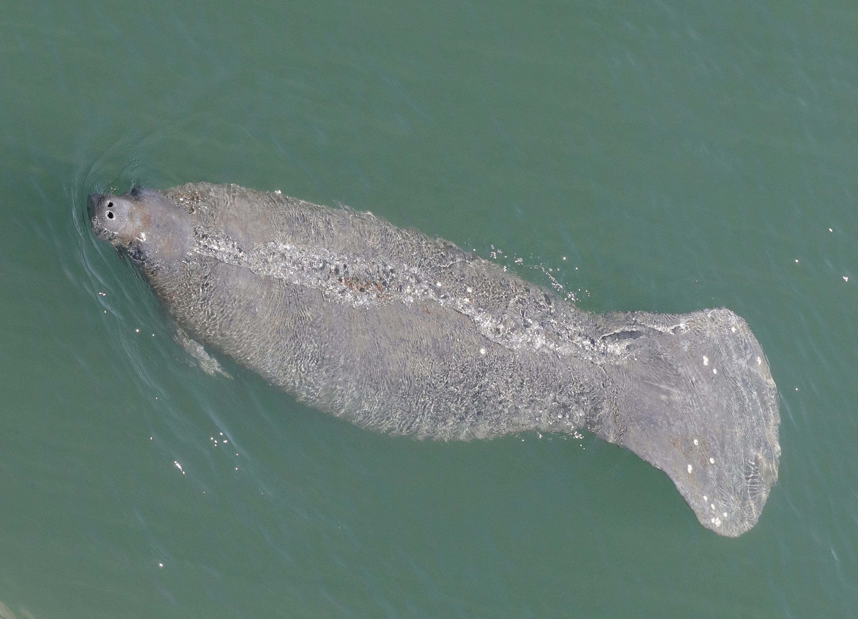 Florida tops 1,000 manatee deaths in grim single-year record | AP News