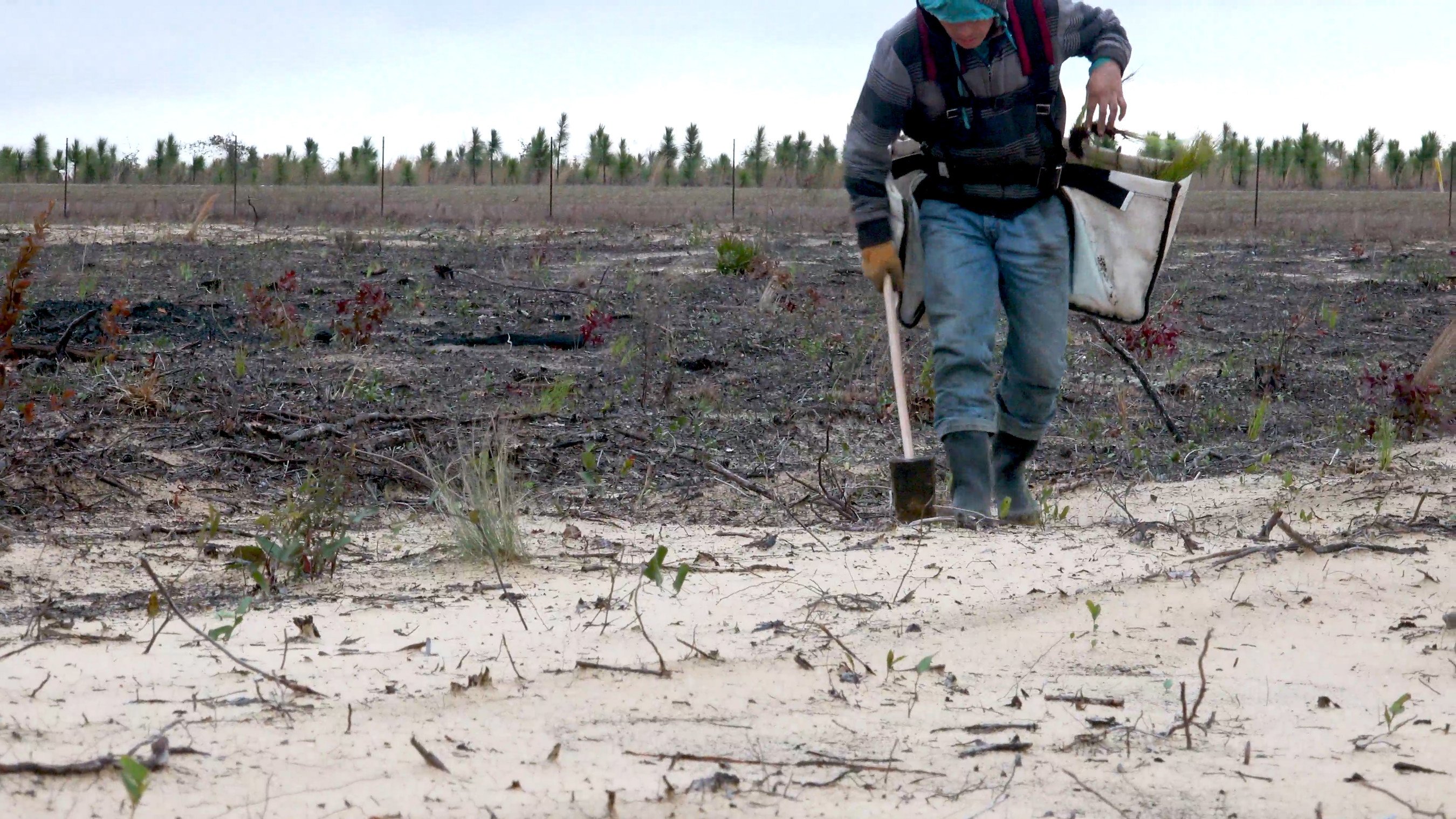 Eastman and GP Cellulose provide critical support for longleaf pine ...