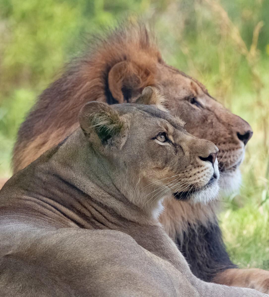 Louisiana COVID deaths near 15K; 3 of 6 zoo lions infected | AP News