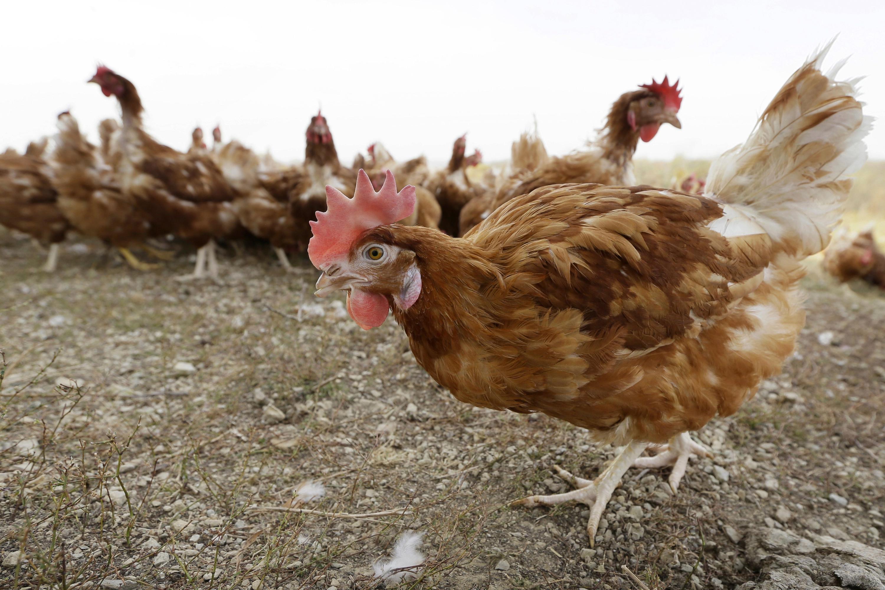 Bird flu prompts slaughter of 1.8M chickens in Nebraska | AP News