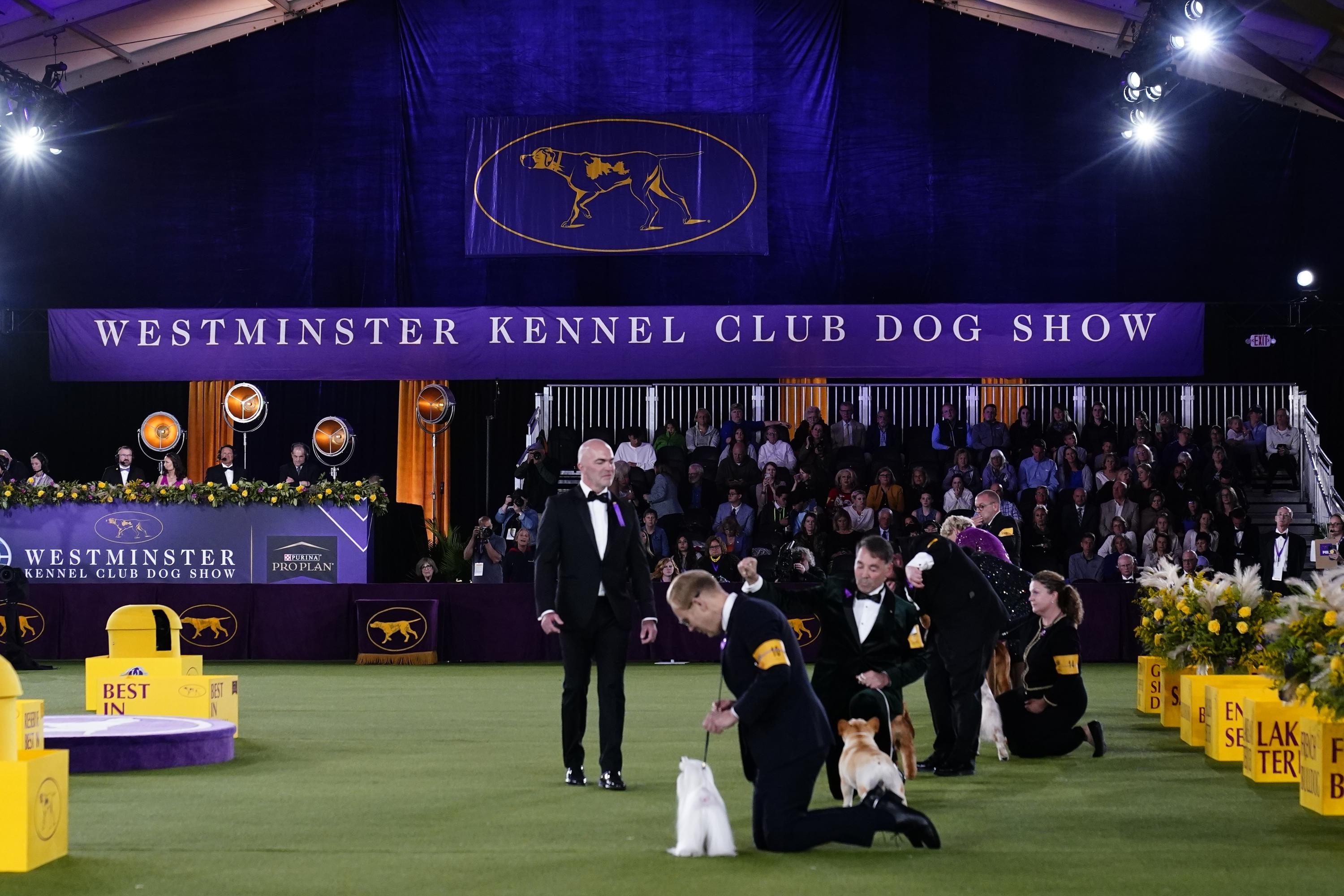 Canines, anyone? Westminster dog show heads to tennis center | AP News