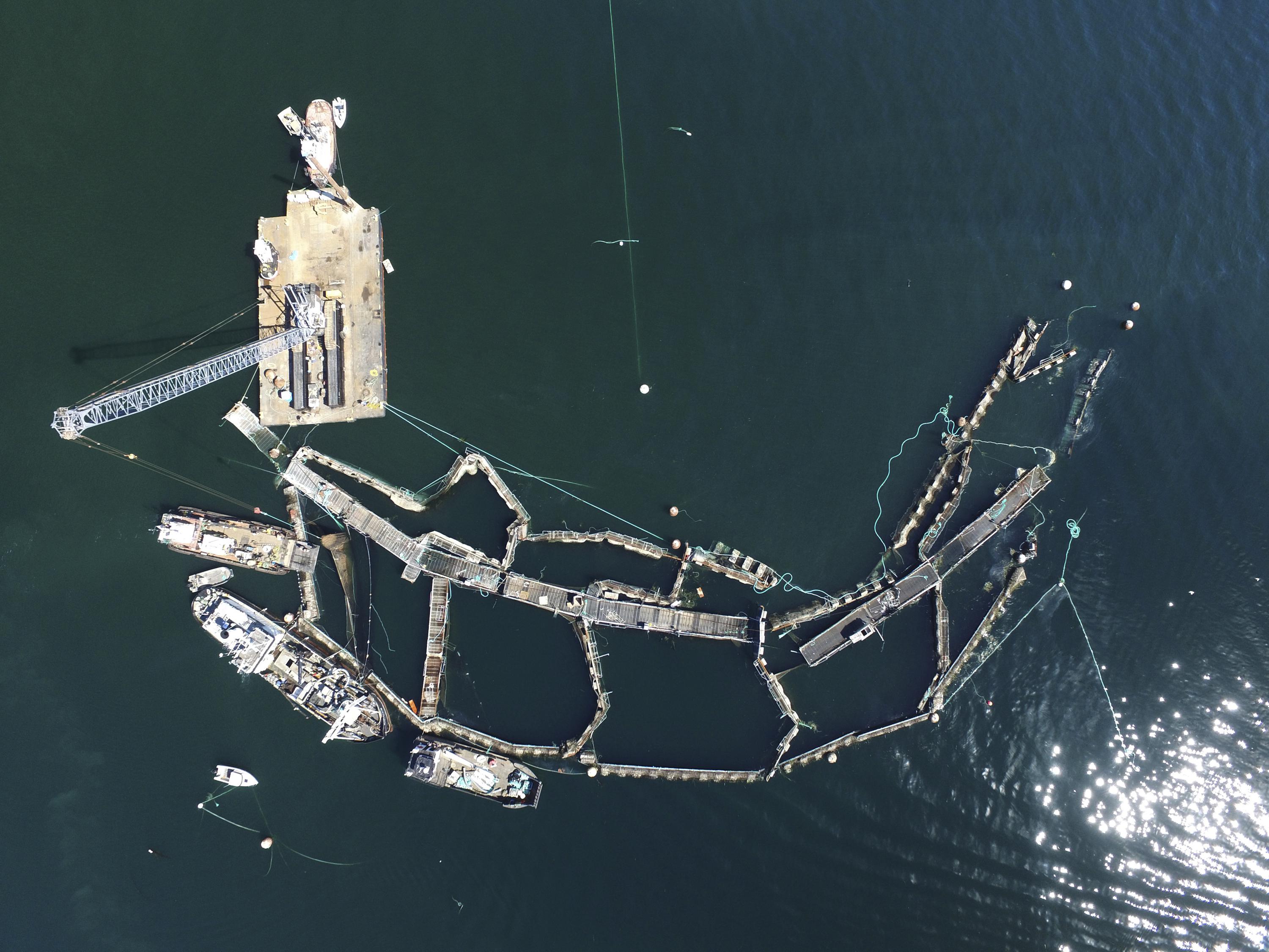 Washington bans fish-farming net pens, citing salmon threat | AP News