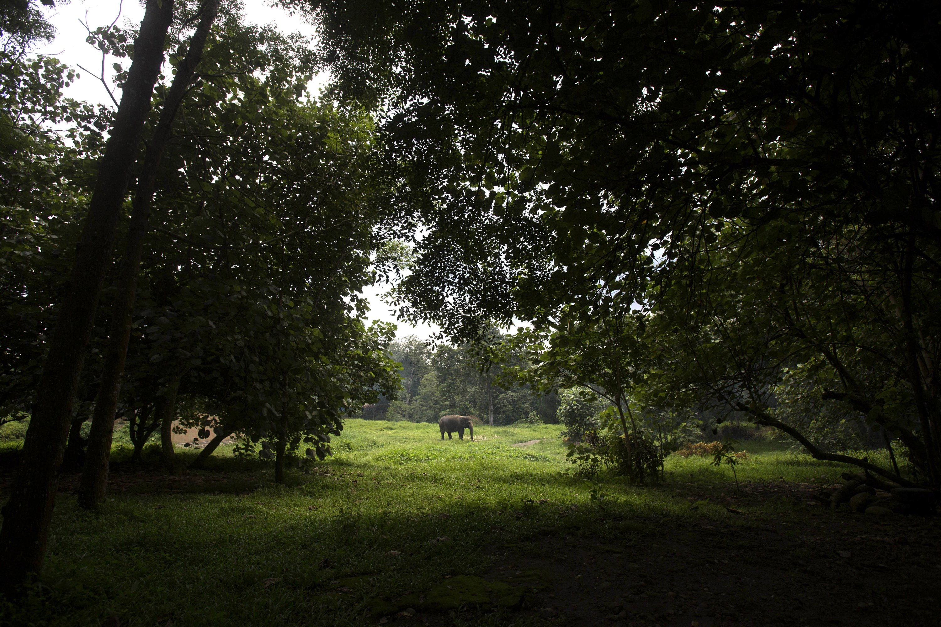 AP PHOTOS: Animals at closed zoo depend on helping hands | AP News
