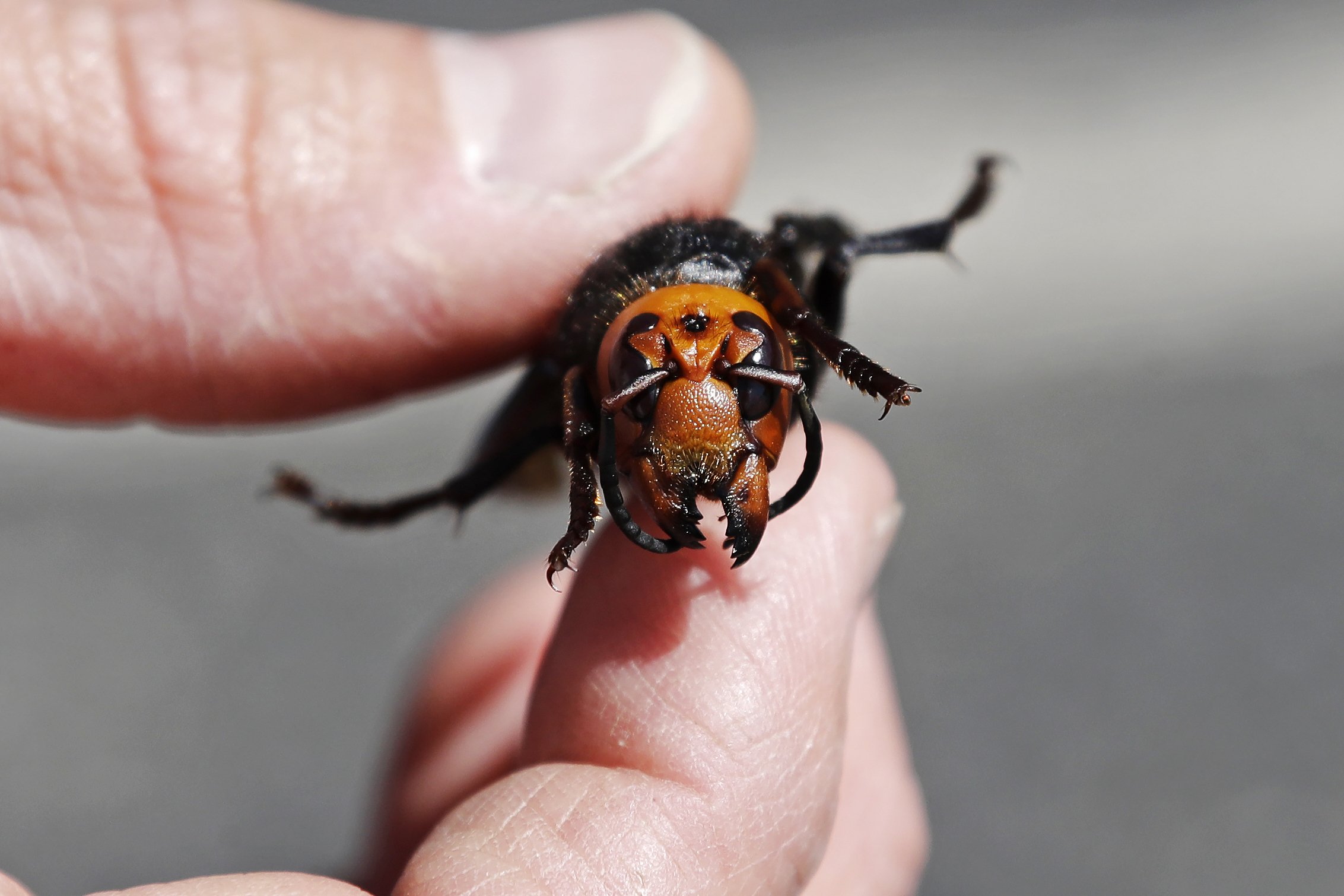Another Asian giant hornet found in northwestern Washington