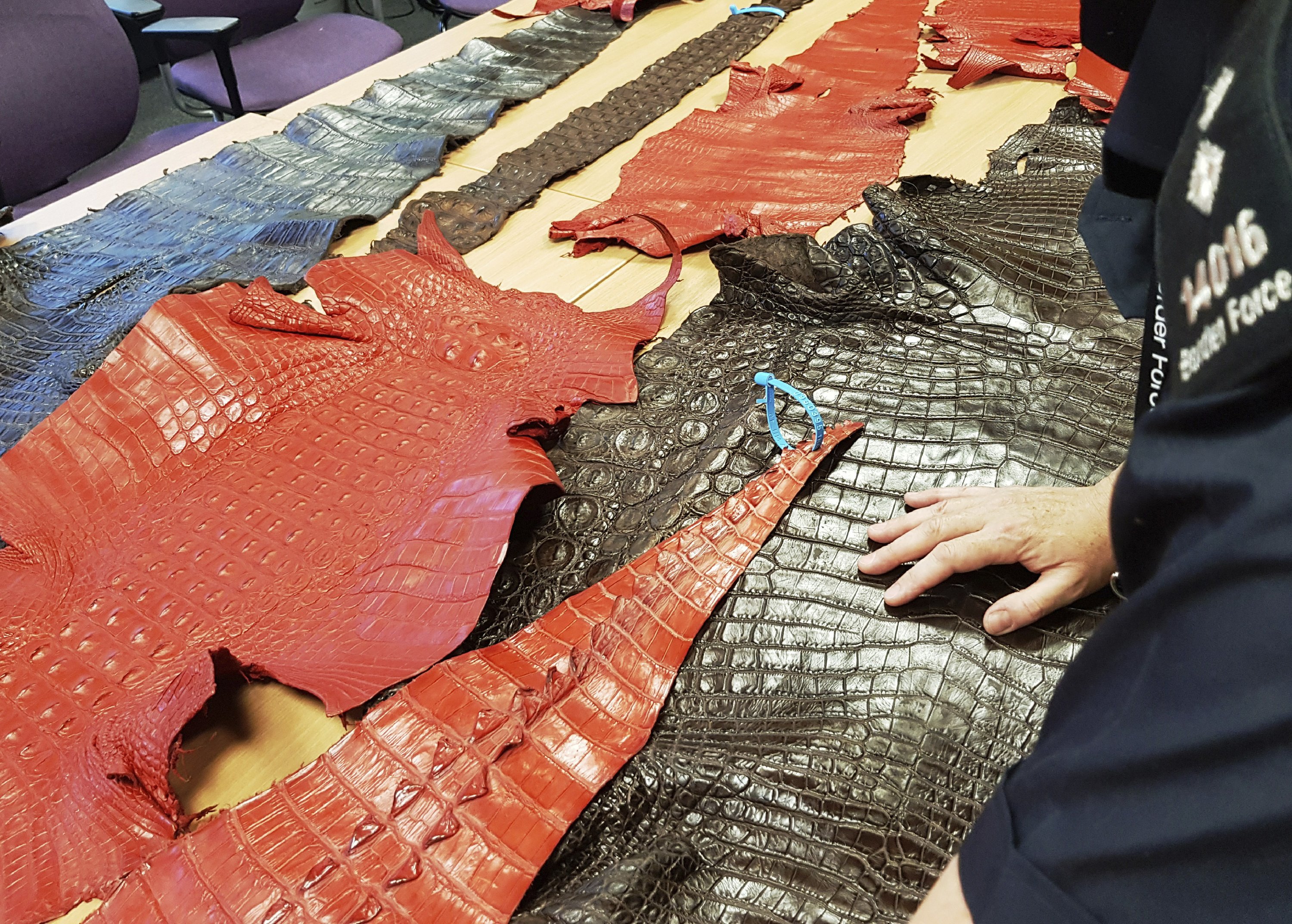 Thousands of endangered animals seized in customs operation | AP News