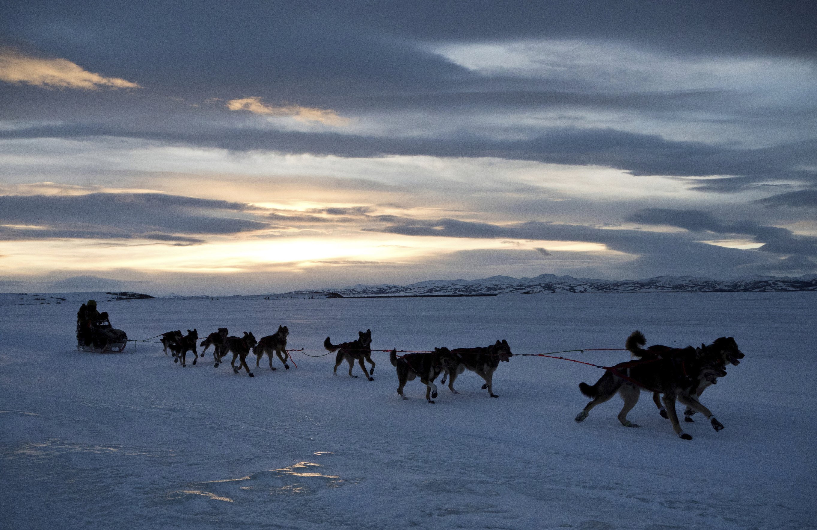 Alaska's Iditarod joins a new global sled-dog-racing series | AP News