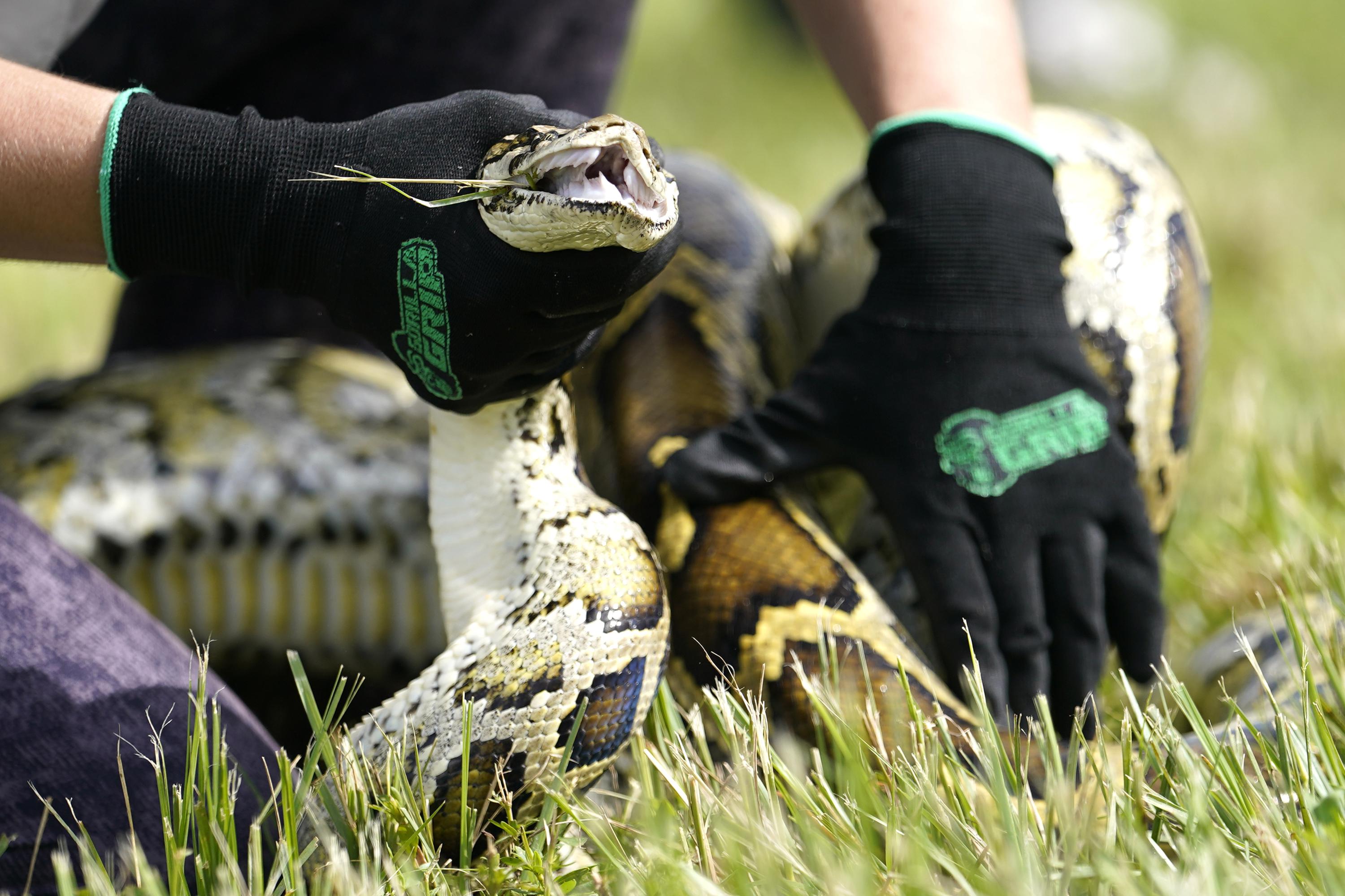 Python hunt! 800 compete to remove Florida's invasive snakes | AP News