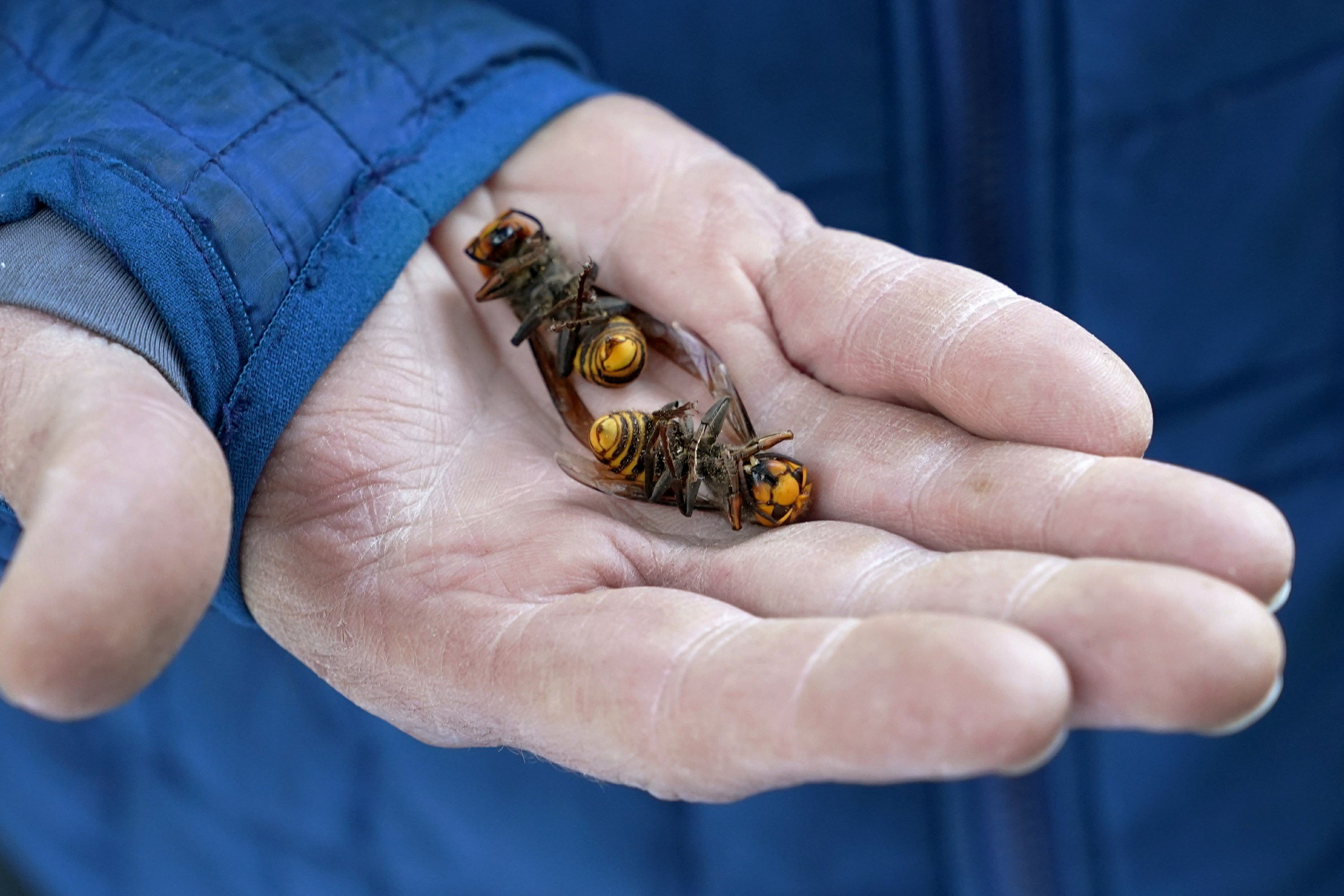 Destruction Of Murder Hornets Nest Doesn t End Threat