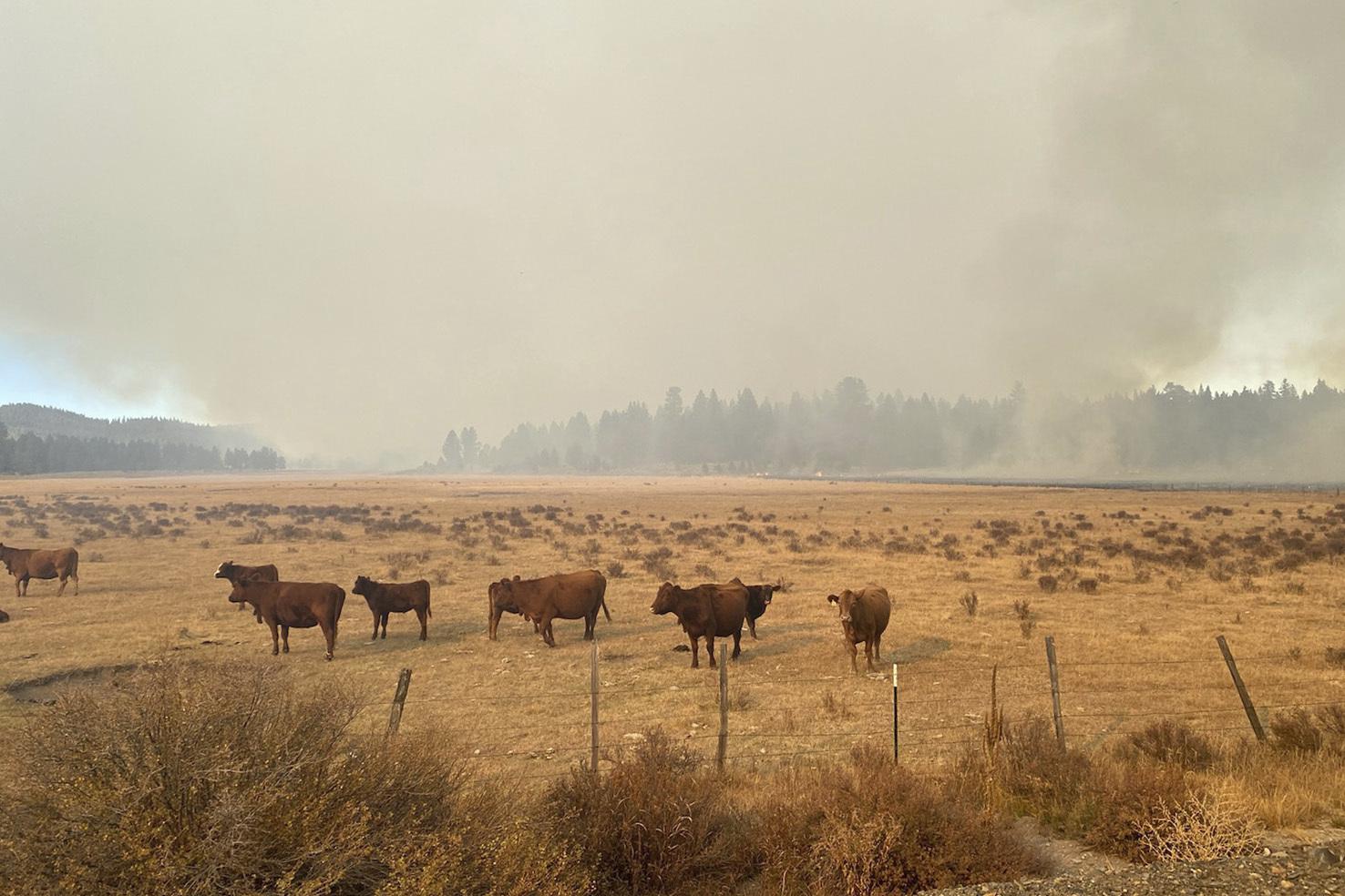'Burn boss' arrest inflames Western land use tensions | AP News