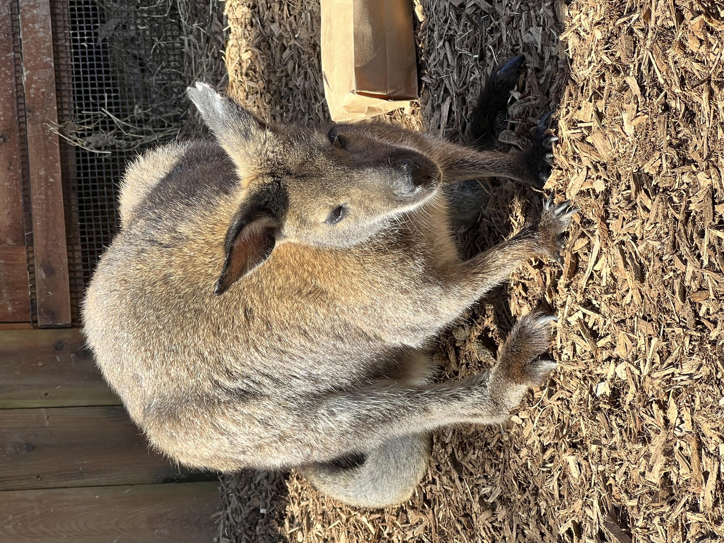 Memphis Zoo, police search for missing wallaby after storm | AP News