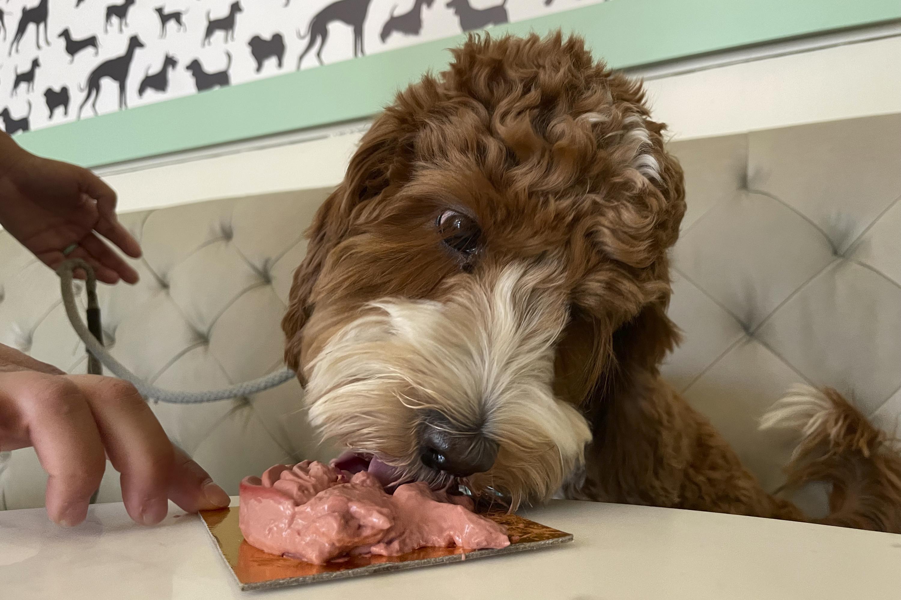 At San Francisco restaurant, pups chow on filet mignon | AP News