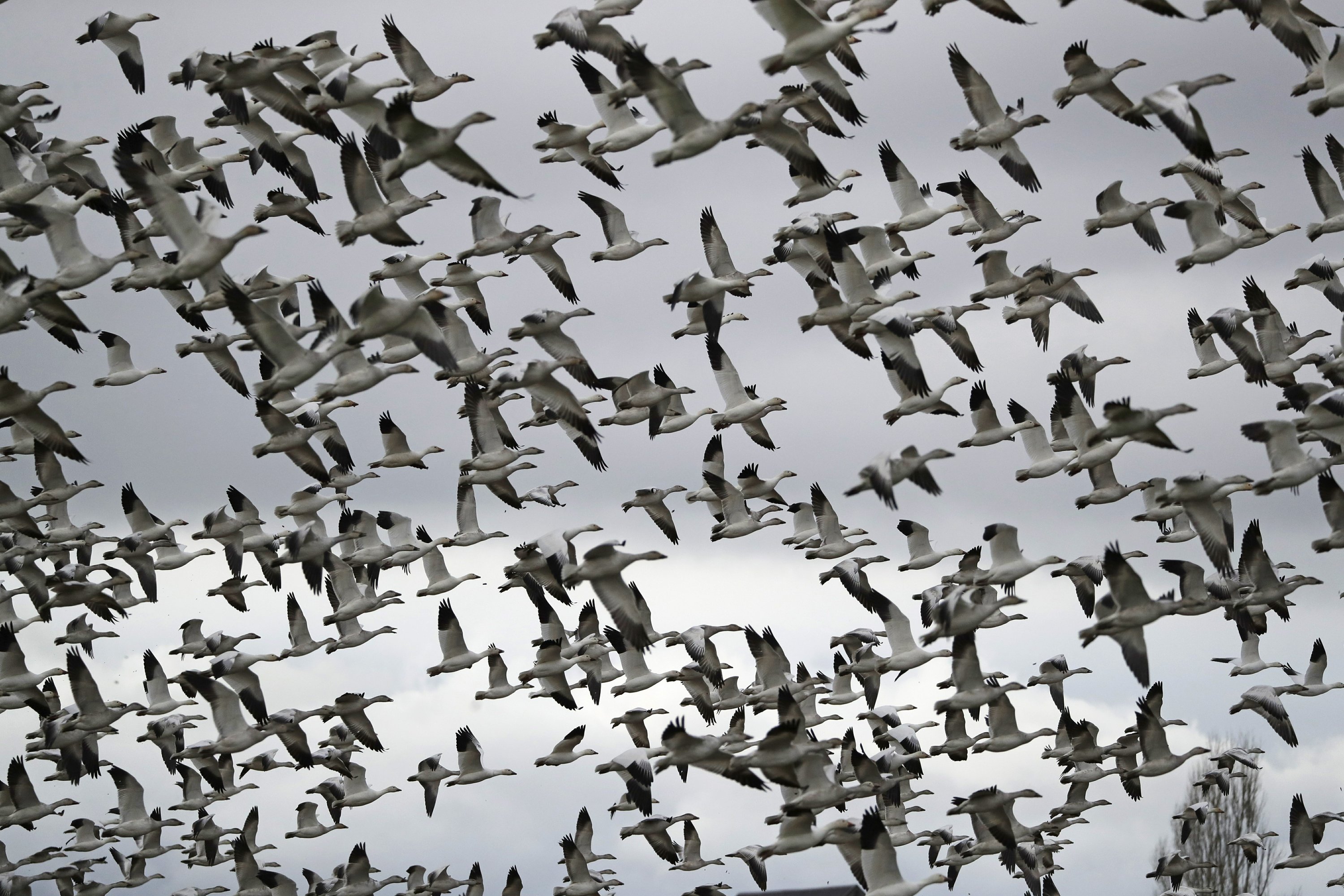 Biden delays Trump rule that weakened wild bird protections | AP News