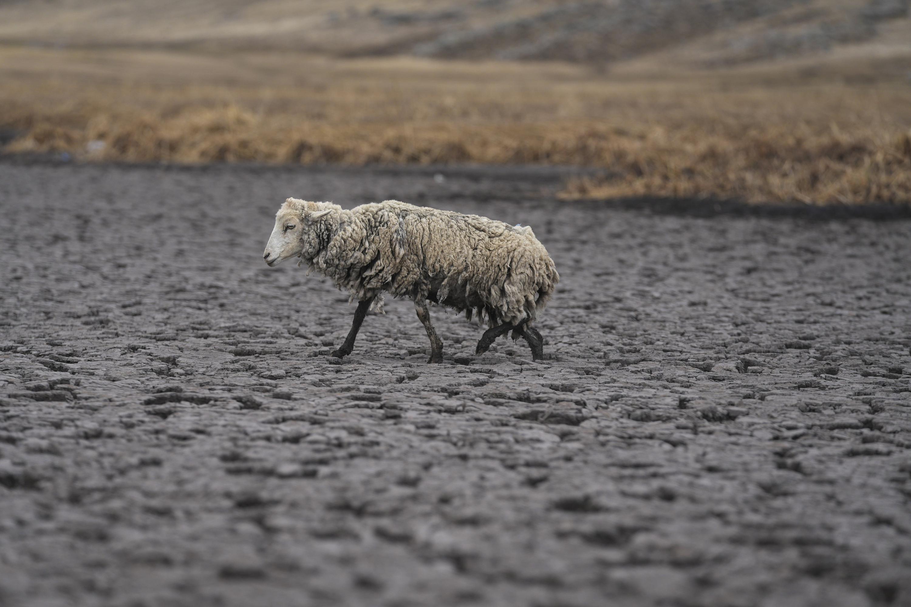 Lagoon dries up as drought grips Peru's southern Andes | AP News
