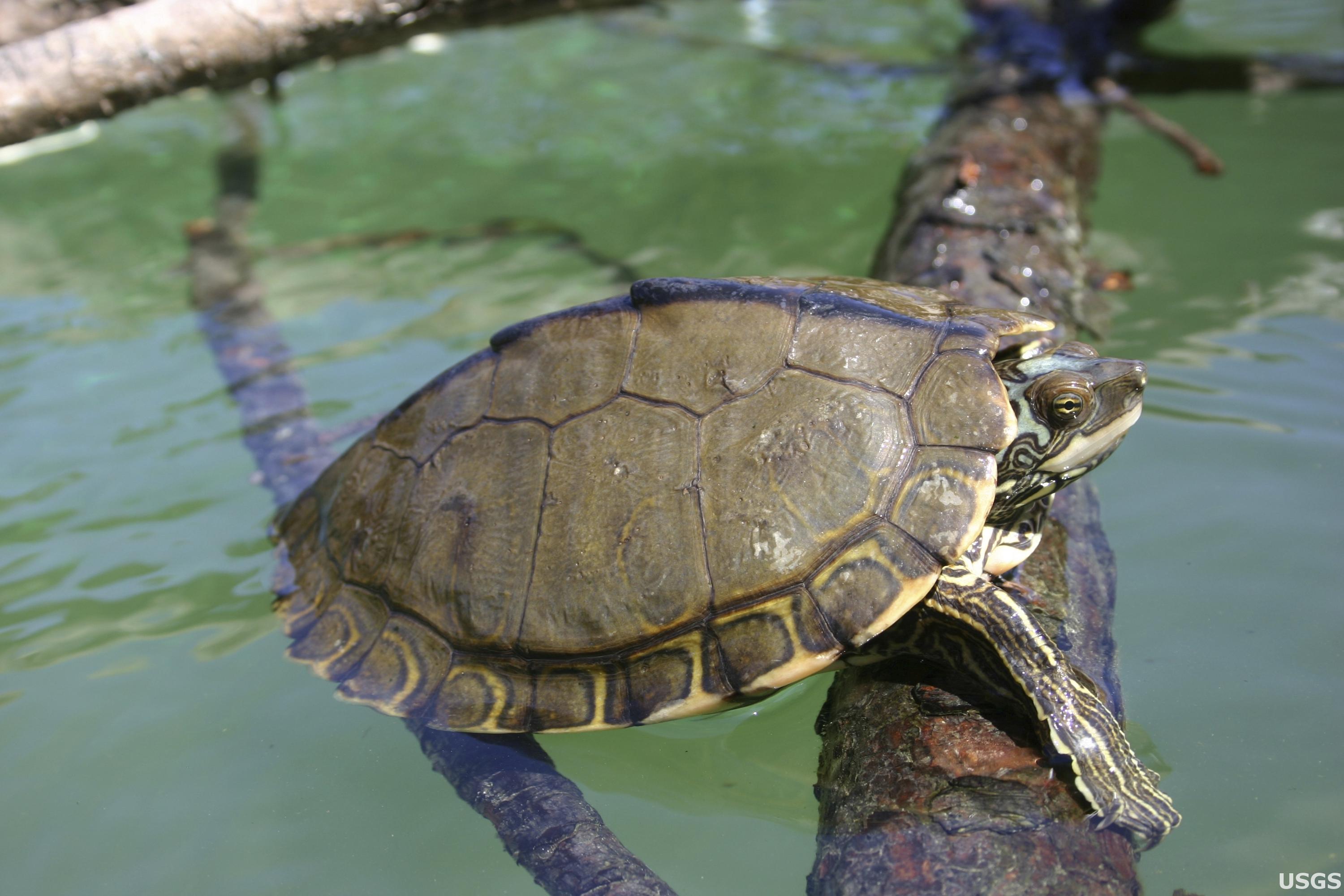 Feds seek to protect map turtles in 4 Gulf states, Georgia | AP News