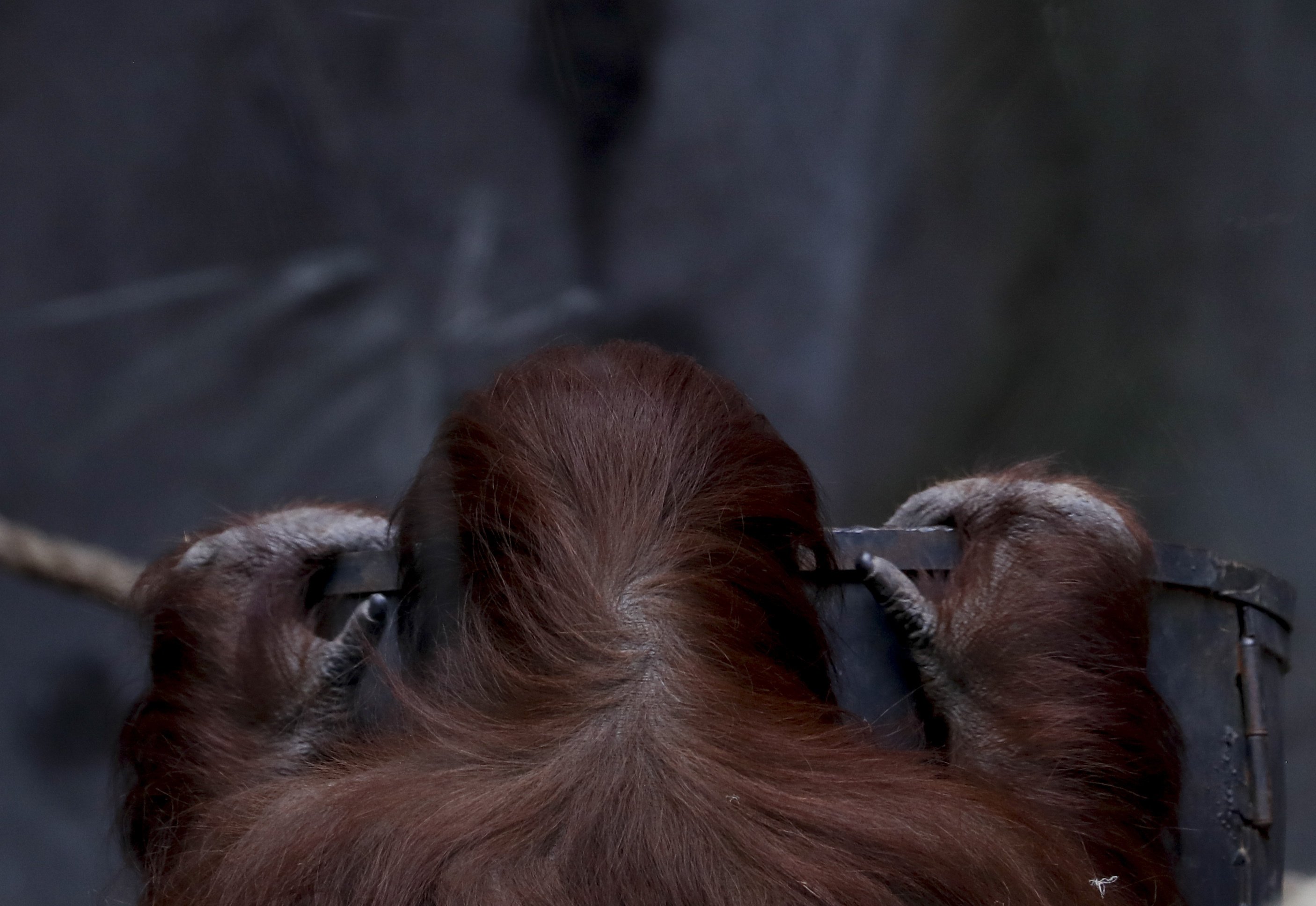 Argentine orangutan Sandra to head to US great ape sanctuary | AP News