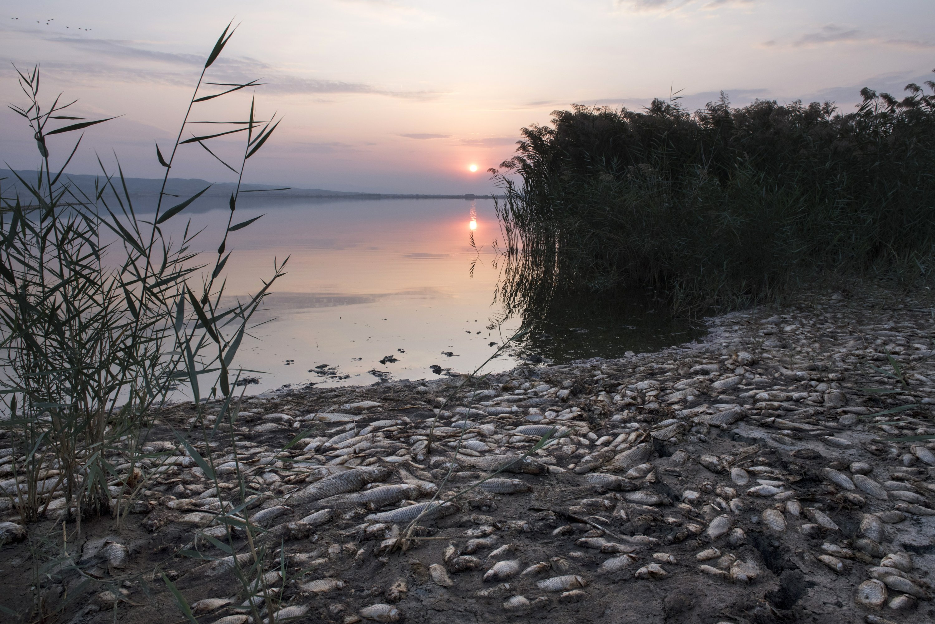 Greece: Oxygen-starved fish dying in drought-hit lake | AP News