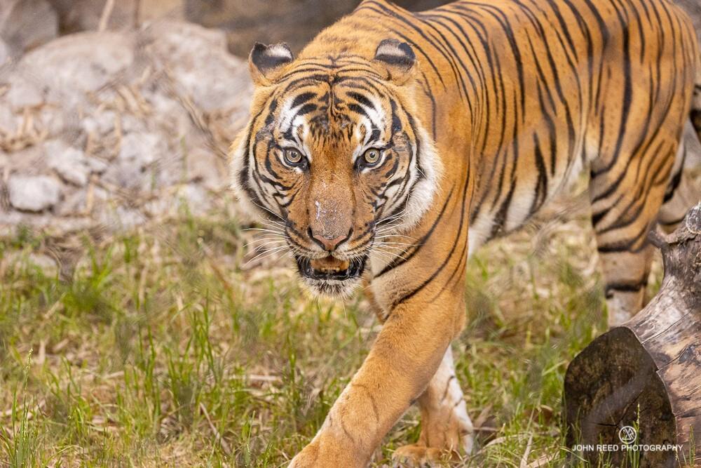 Endangered Malayan tiger is new addition to Florida zoo | AP News