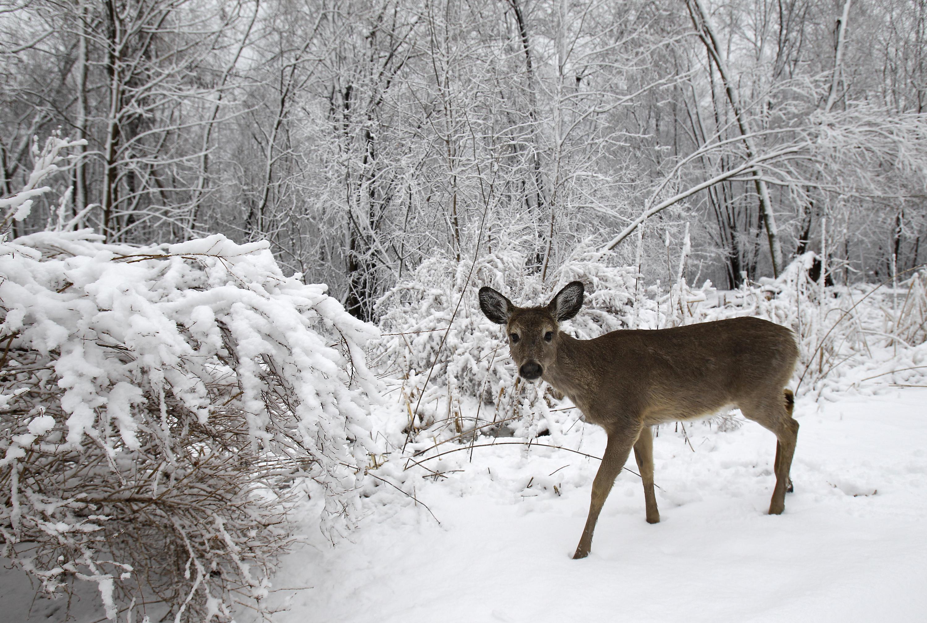 Hunters kill 14% more deer during Wisconsin 9-day gun season | AP News