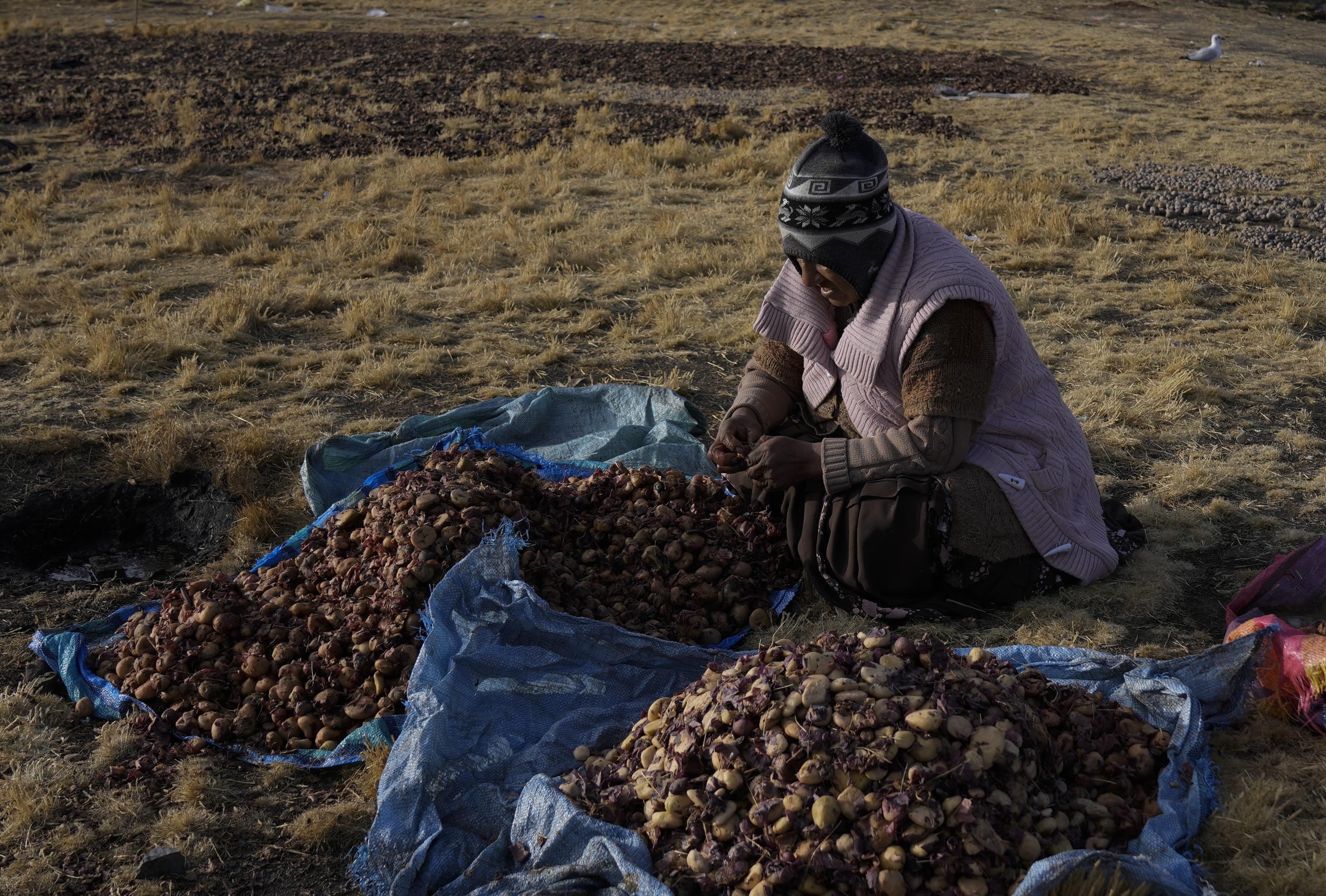 El chuño boliviano, un secreto para que la papa sea eterna | AP News