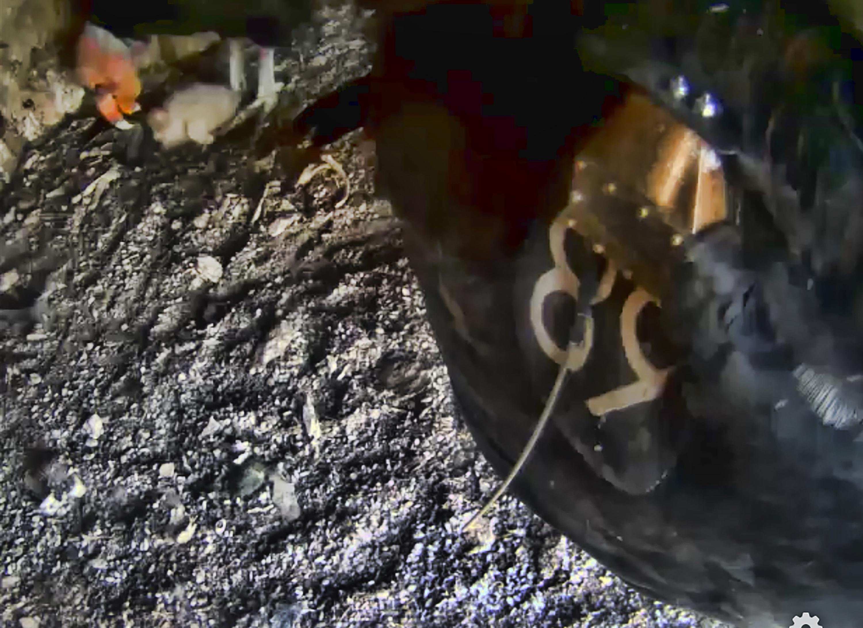 Endangered condor egg hatches in Northern California's wild | AP News