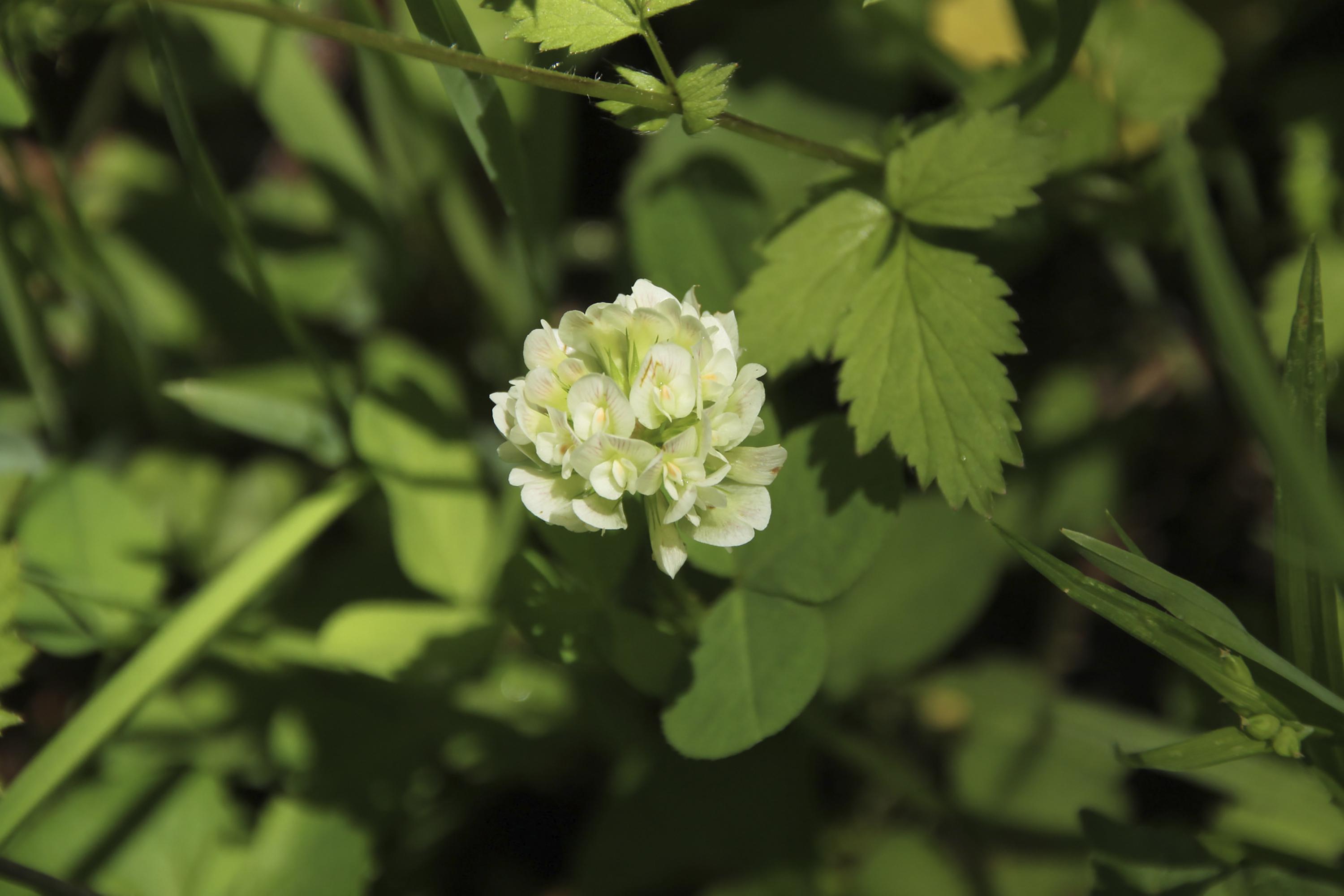 Native clover species being dropped from endangered list | AP News