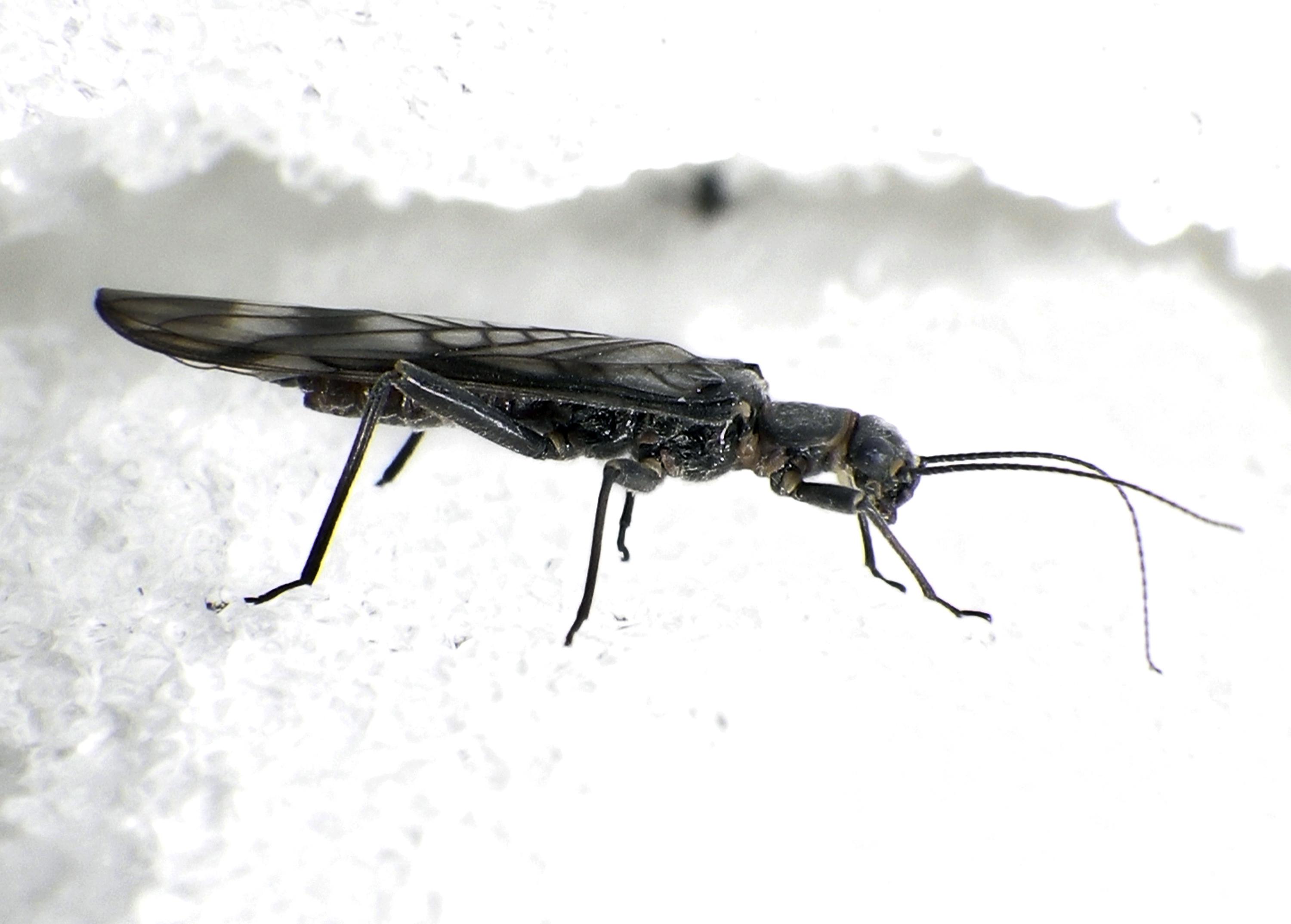 Rare Rocky Mountain insects will need snowfields to survive | AP News