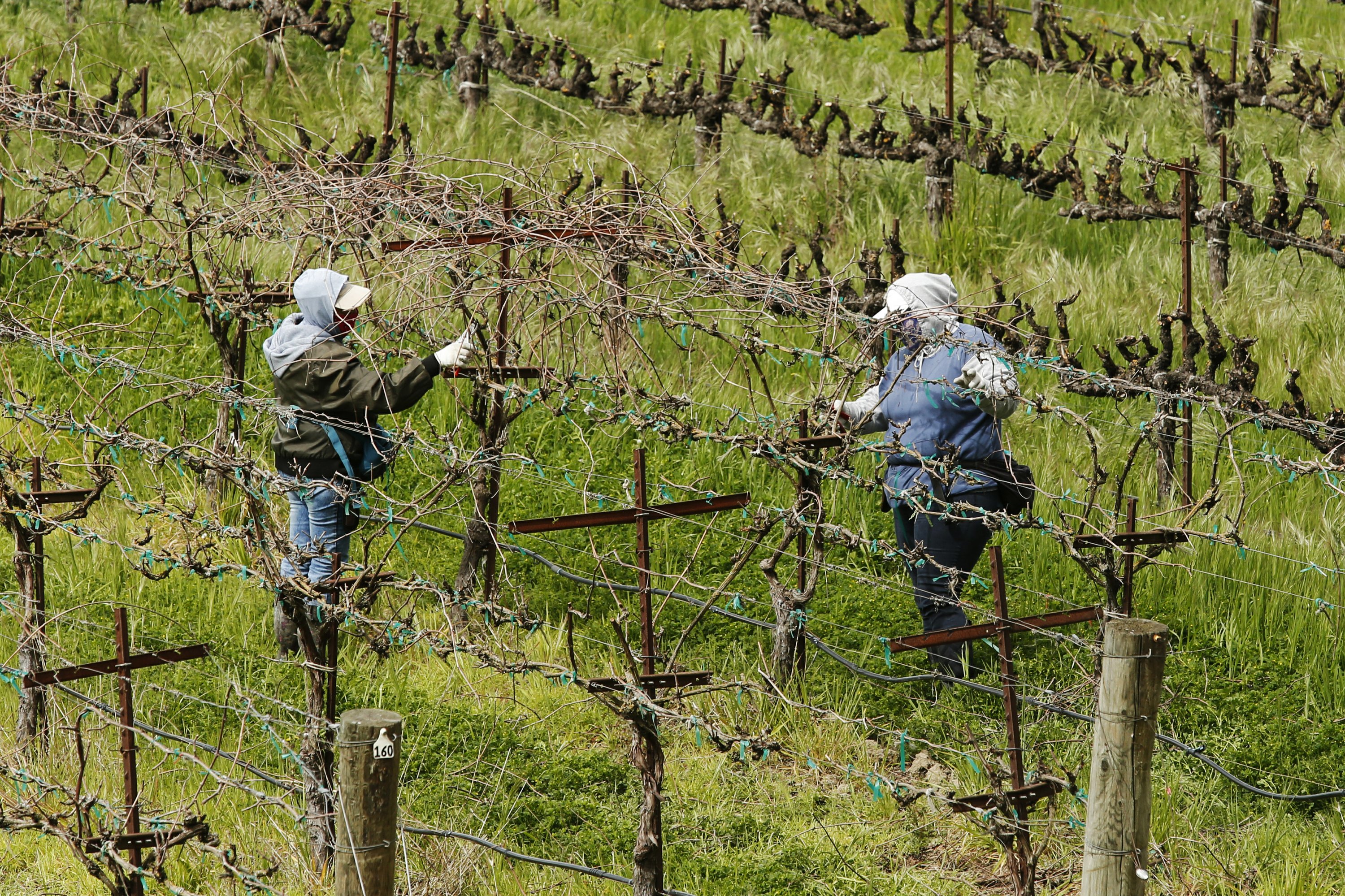 Pandemia evidencia labor crucial de jornaleros en California | AP News