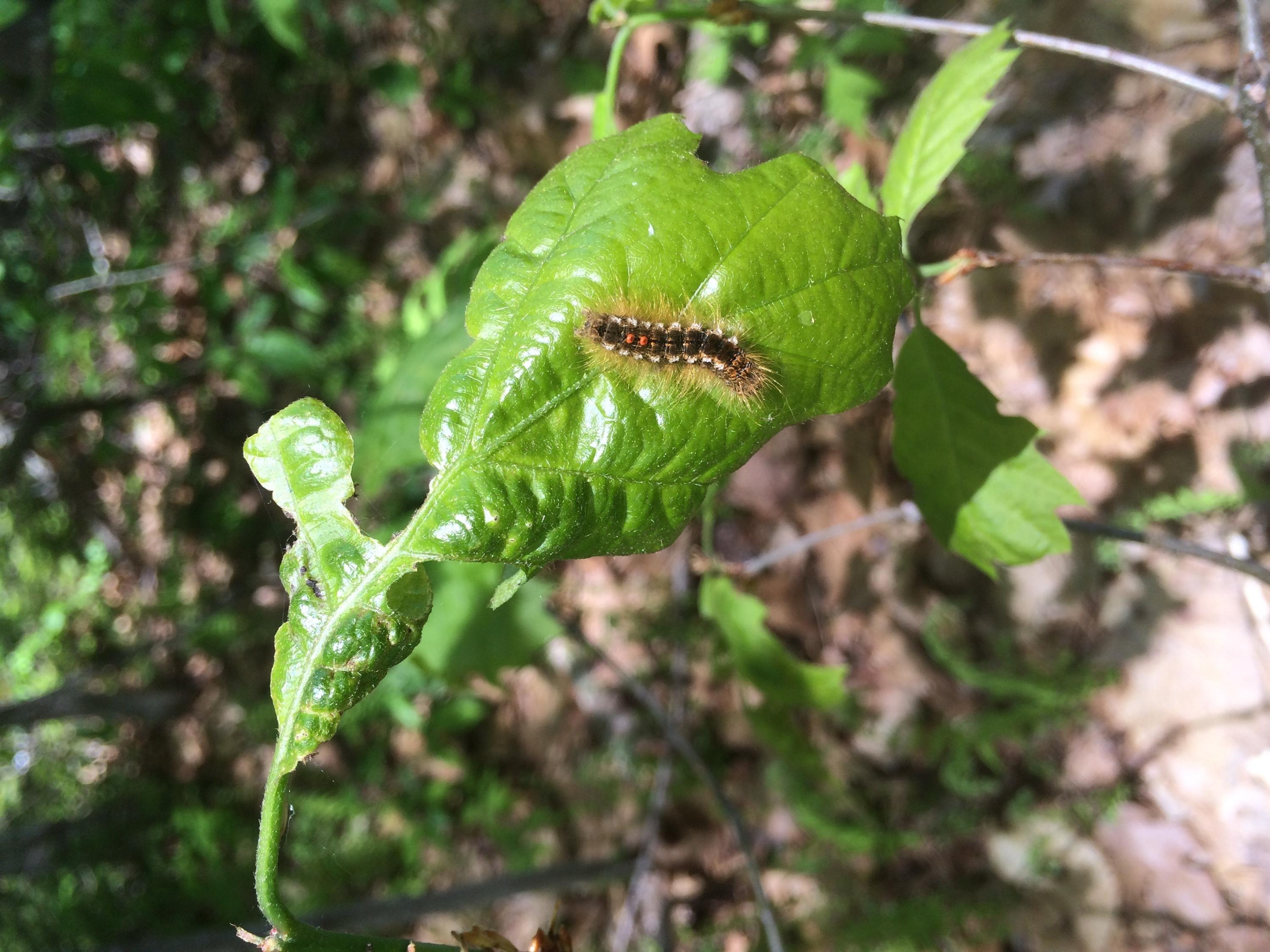 Browntail moths so annoying they now have their own month | AP News