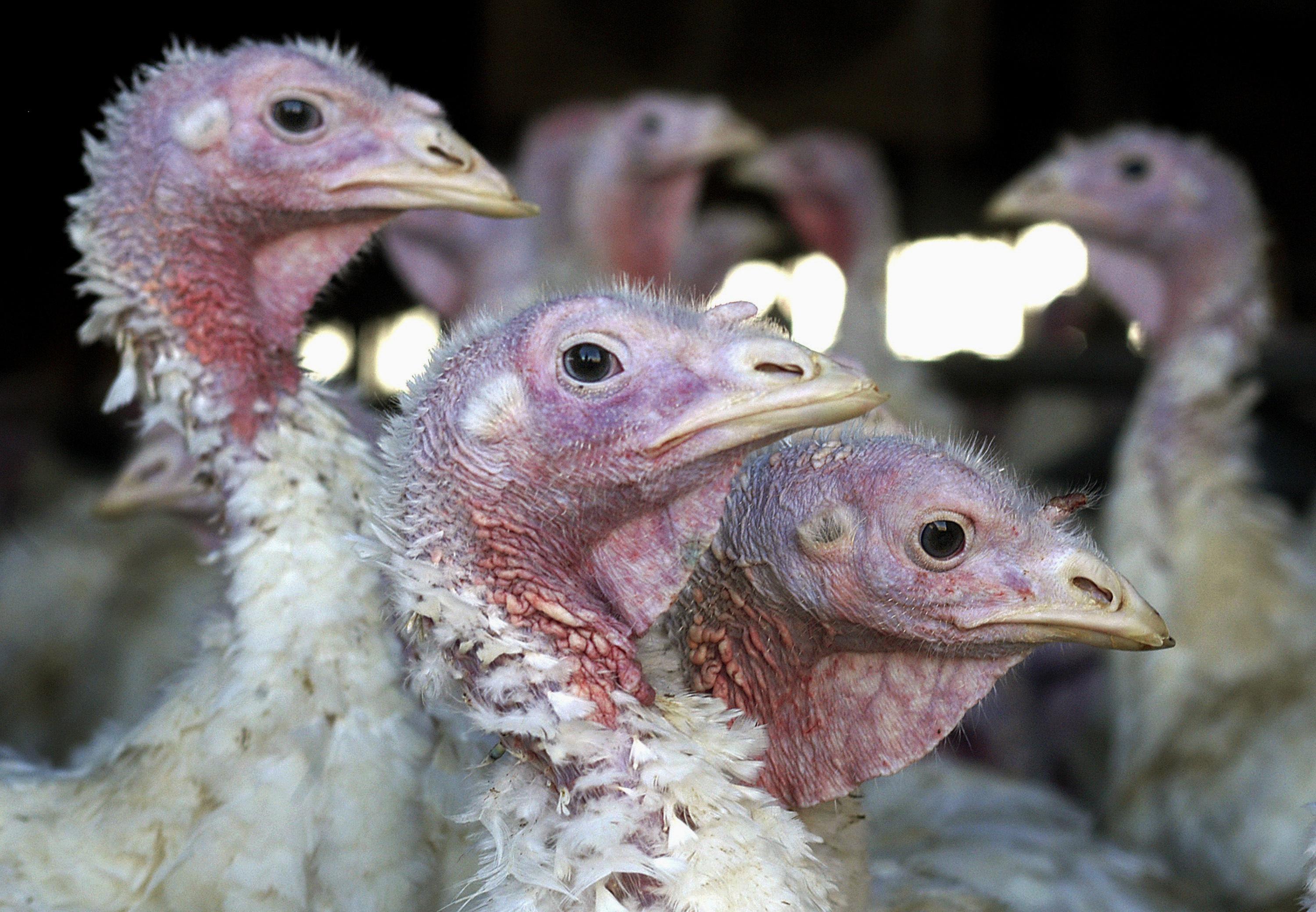 Deadly bird flu returns to Midwest earlier than expected | AP News