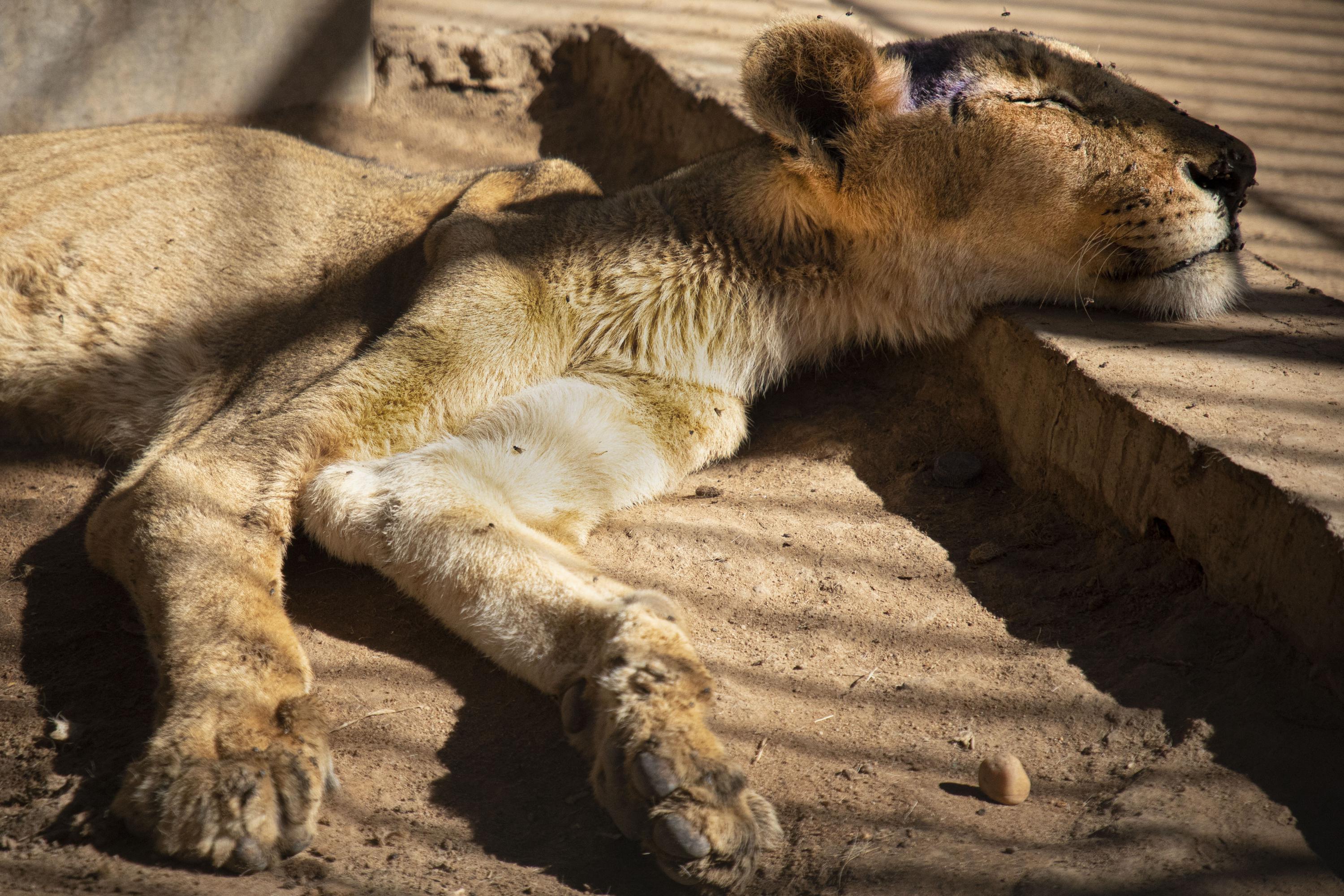 Rescue mission aids starving lions in neglected Sudan zoo | AP News