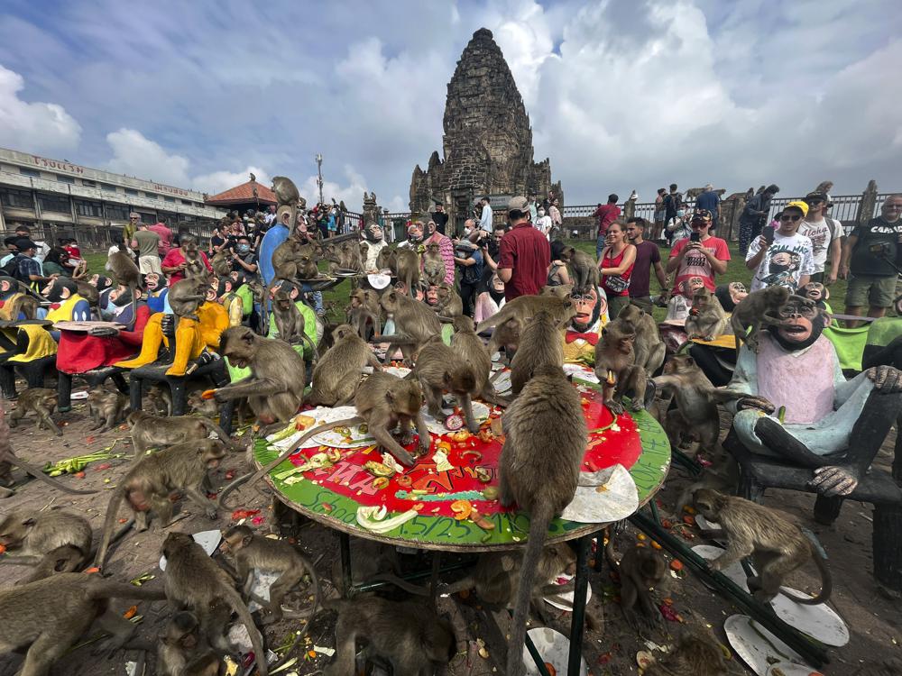 Monkeys in Thailand mark their day with a big feast and celebration - Telegraph - Telegraph